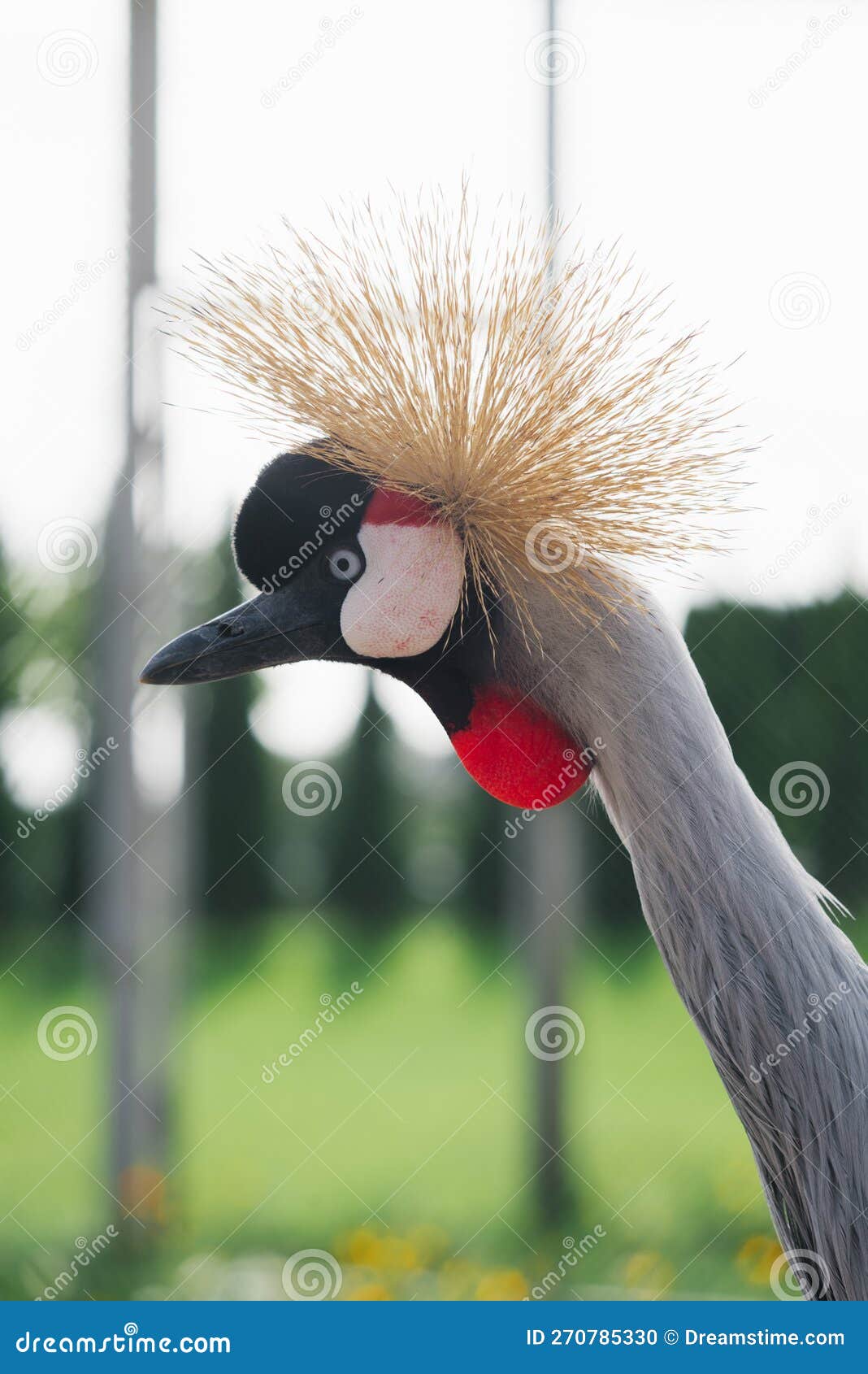 Portrait of a Beautiful Crowned Crane in the Zoo Stock Photo - Image of ...