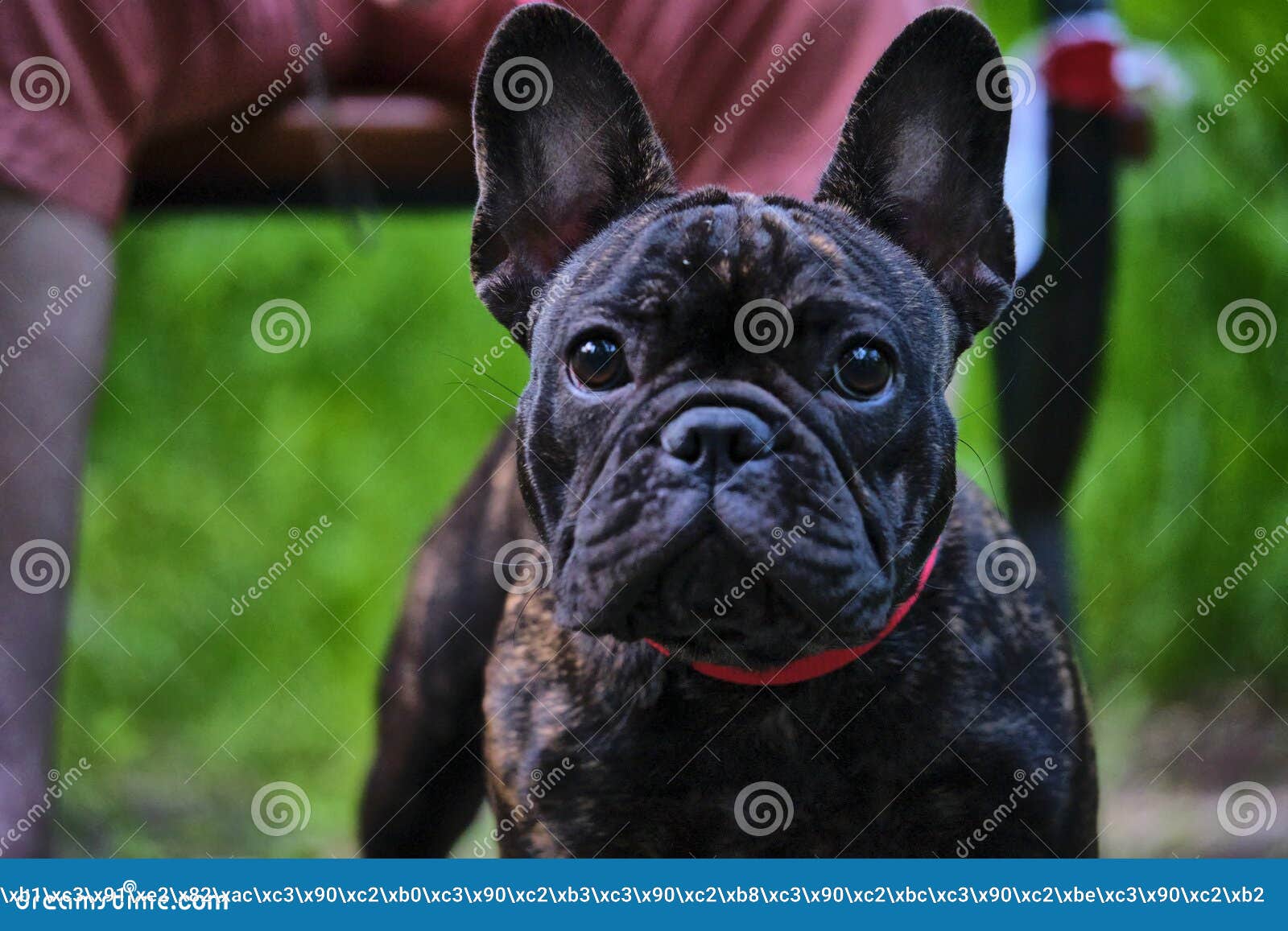 Portrait of a Beautiful Dog. General Plan. Color Stock Image - Image of ...