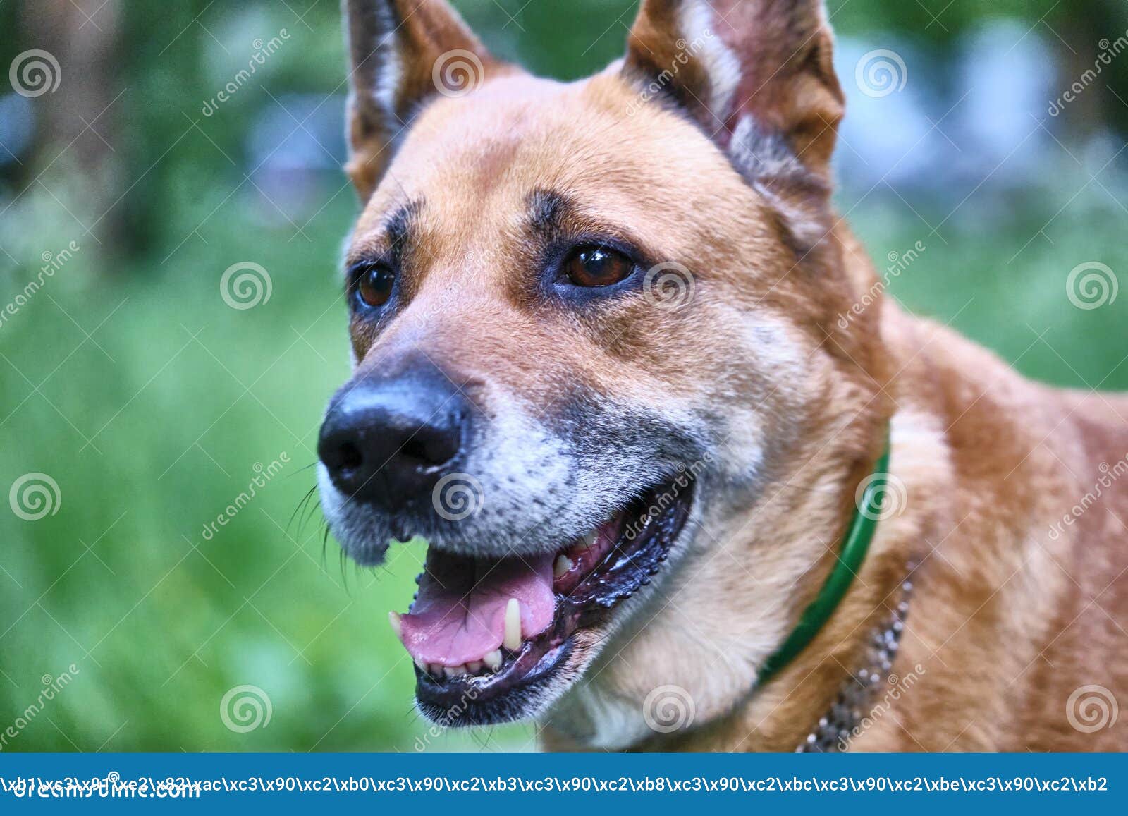 Portrait of a Beautiful Dog. General Plan. Color Stock Photo - Image of ...