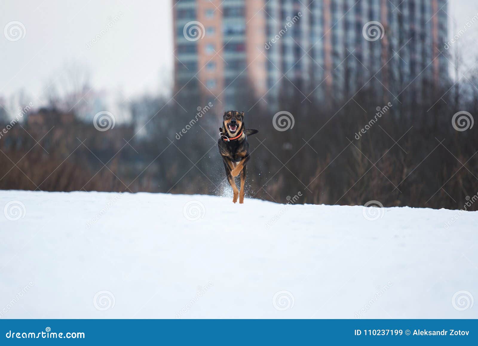 Portrait of Beautiful Dog, Running at Camera Stock Image - Image of ...