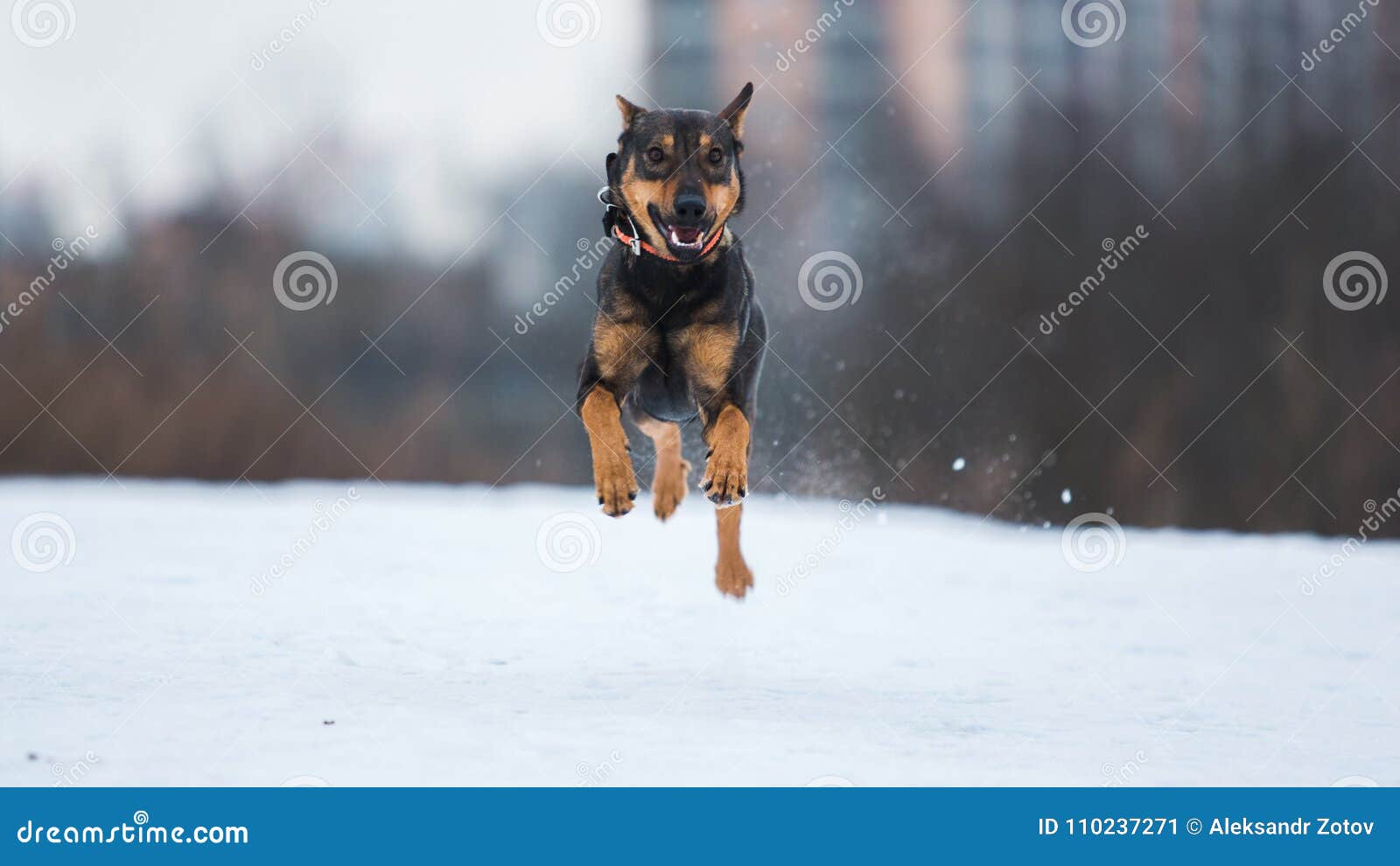 Portrait of Beautiful Dog, Running at Camera Stock Image - Image of ...