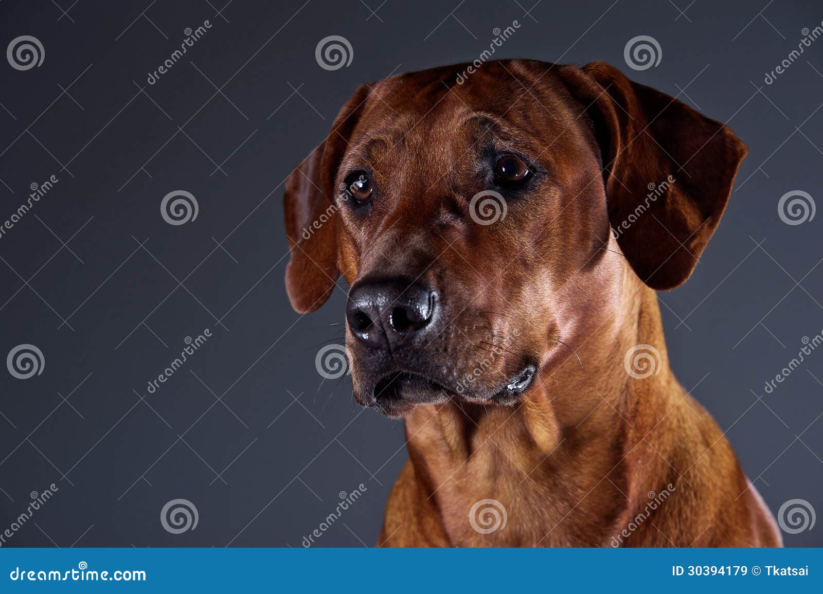 Portrait Of Rhodesian Ridgeback Stock Photography | CartoonDealer.com ...