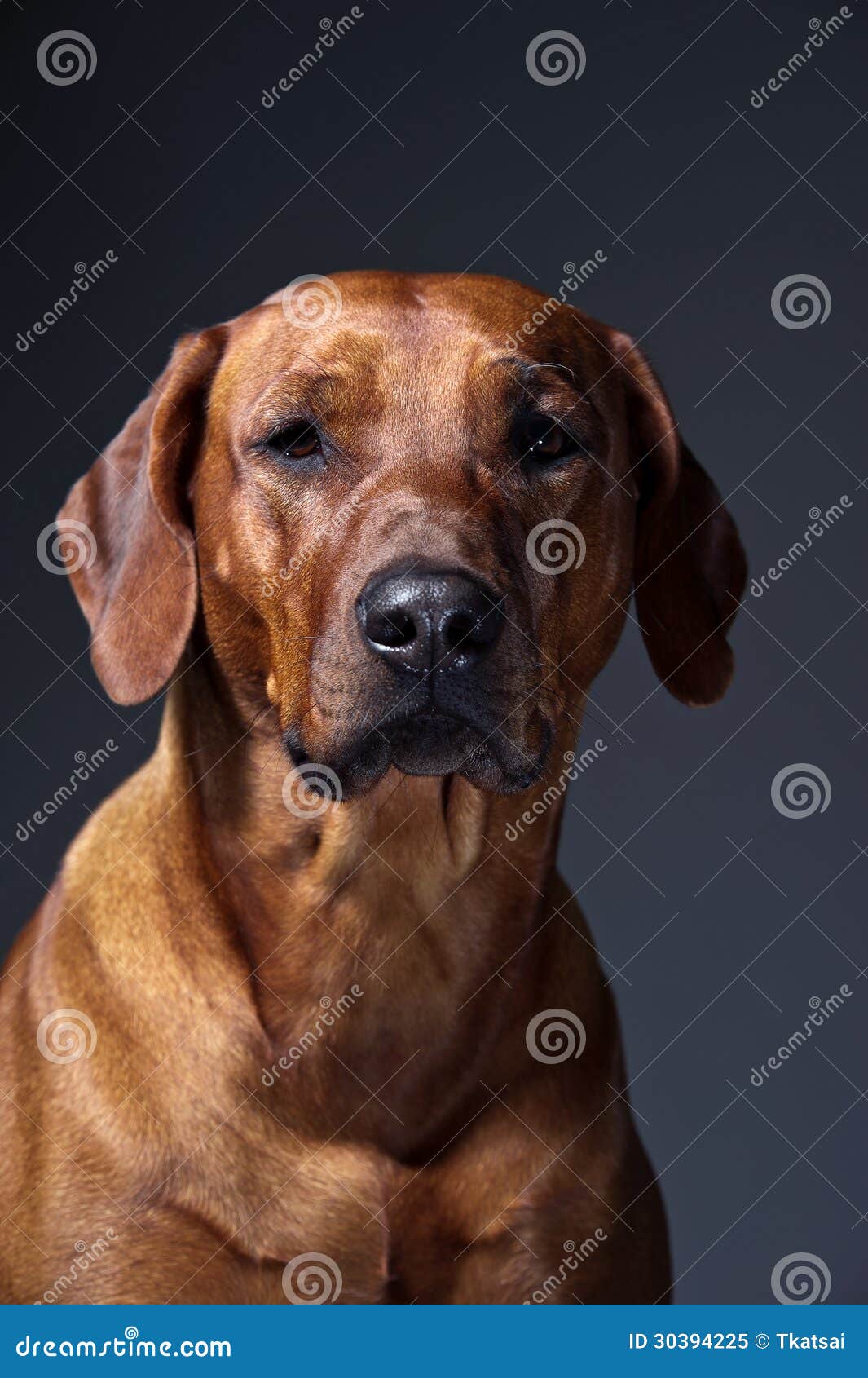 Are Rhodesian Ridgebacks Intelligent Dogs