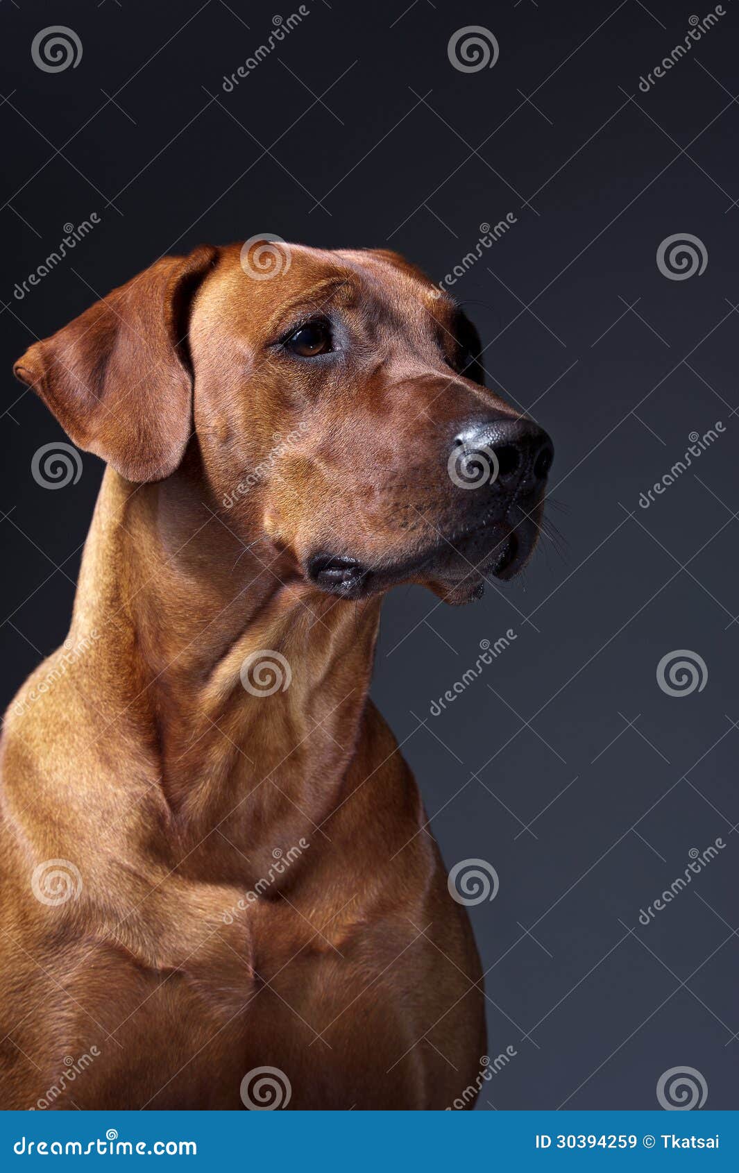 Portrait Of A Rhodesian Ridgeback Dog Isolated On A White Background ...