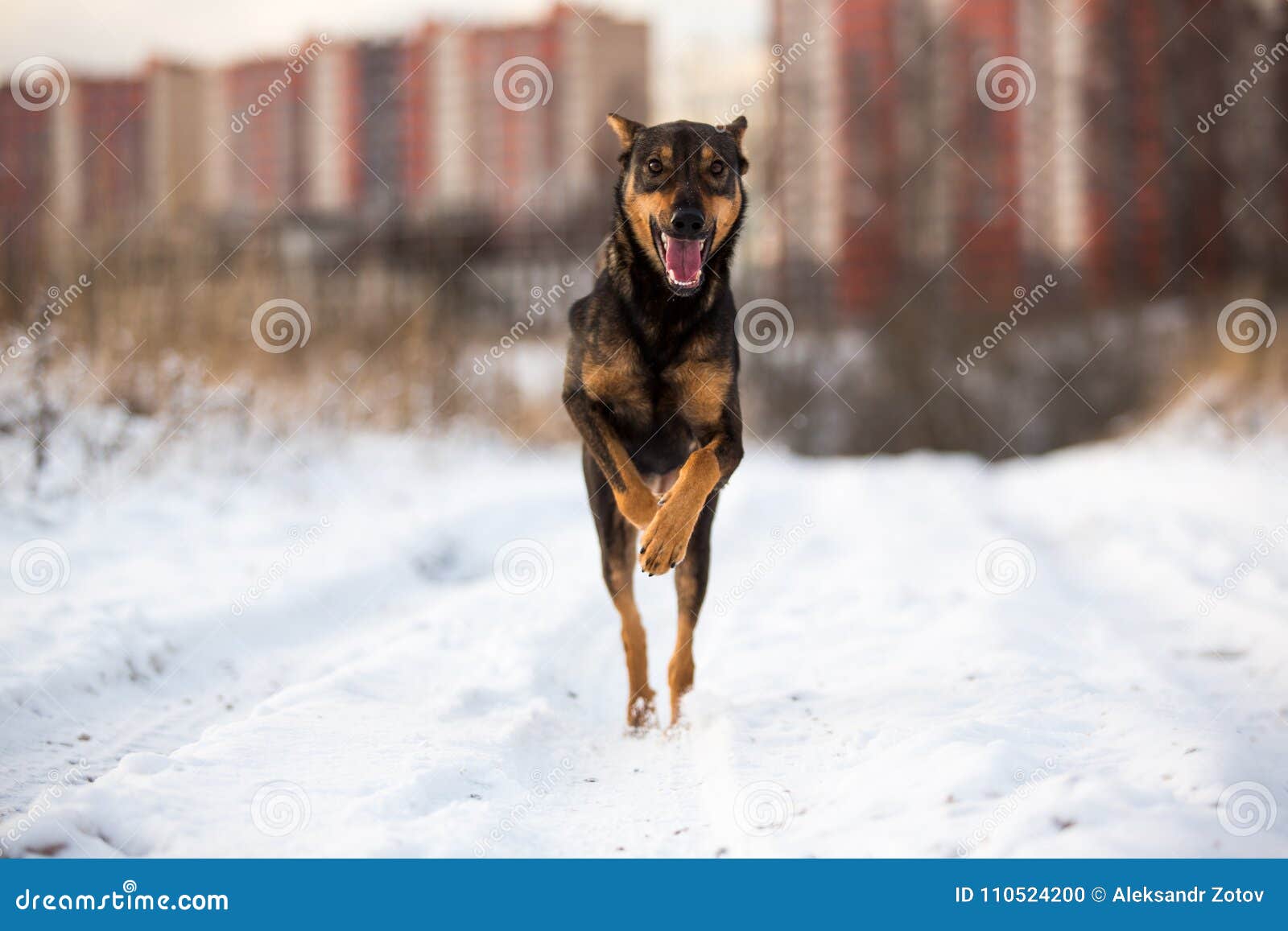 Portrait of Beautiful Dog, Running at Camera Stock Photo - Image of ...
