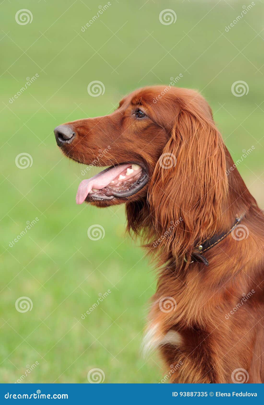 Portrait Beautiful Dog, Vertical, Outdoors Stock Image - Image of ...