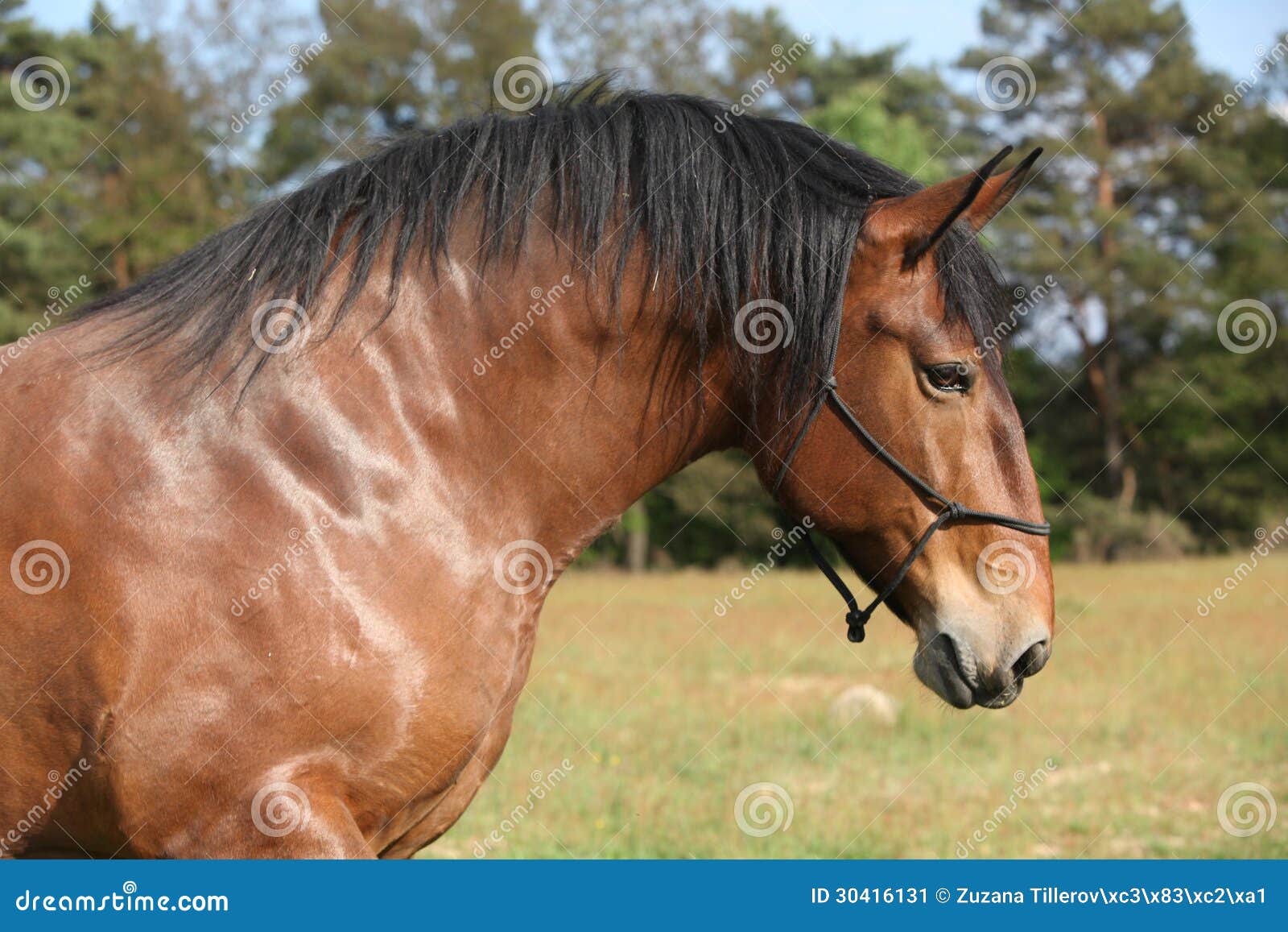 Portrait of Beautiful Draft Horse Stock Image - Image of equine, halter ...