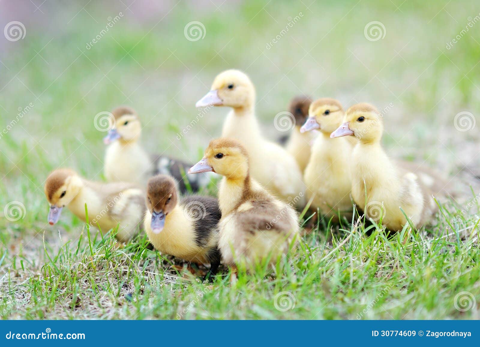 Portrait of Beautiful Ducklings Stock Image - Image of outdoors, cute ...