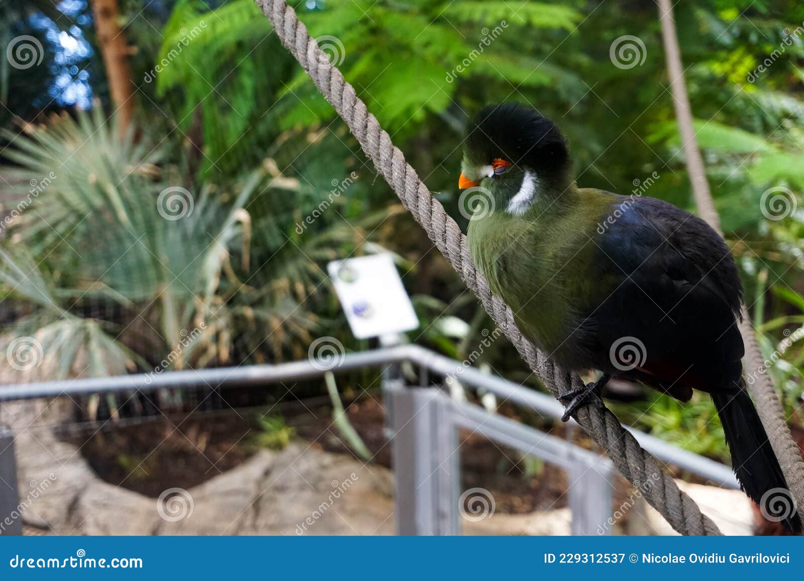 Colorful Bird Sleeping on a Rope Stock Image - Image of migratory ...