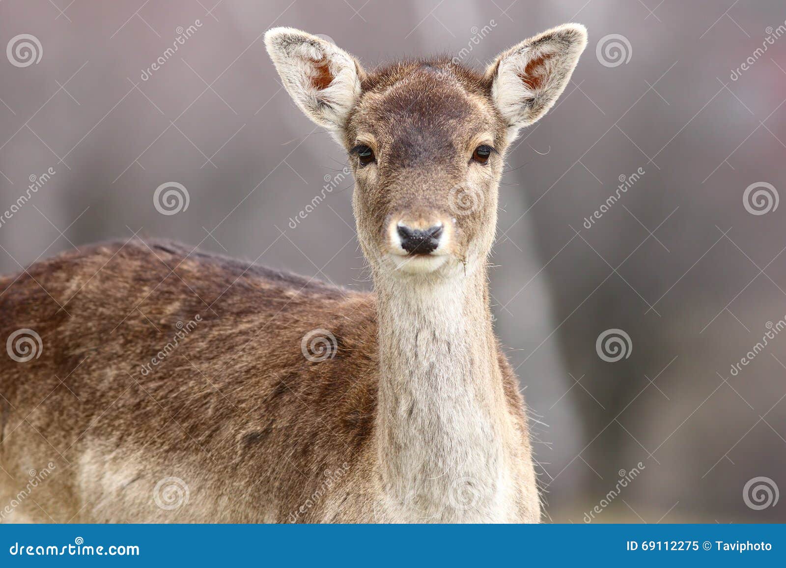 Portrait of Beautiful Fallow Deer Doe Stock Image - Image of curious ...