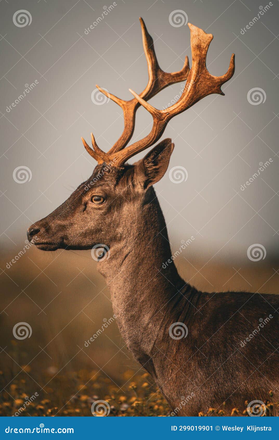 A Portrait of a Beautiful Fallow Deer Stock Image - Image of animals ...