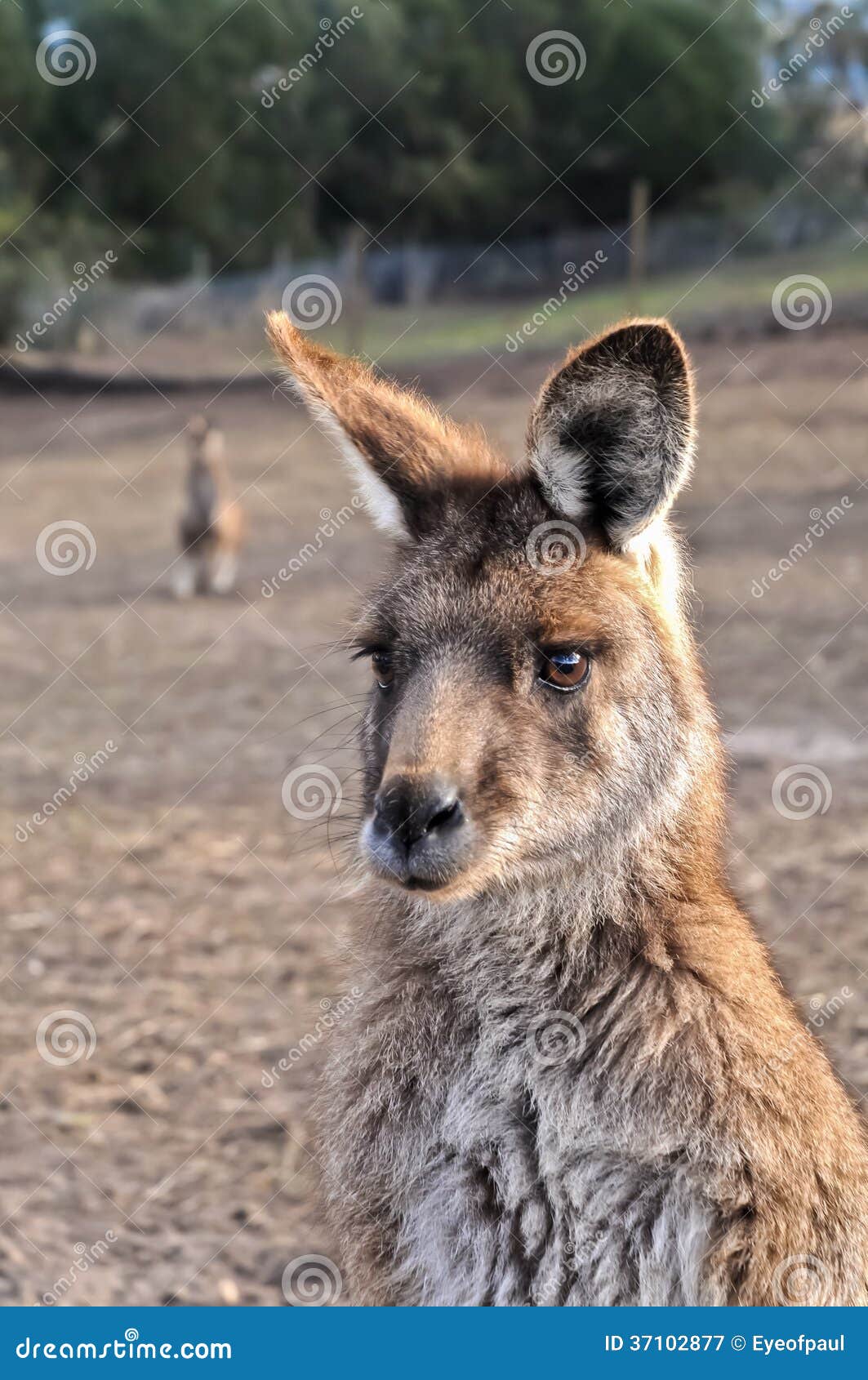 Portrait of Beautiful Female Australian Kangaroo Stock Image - Image of ...