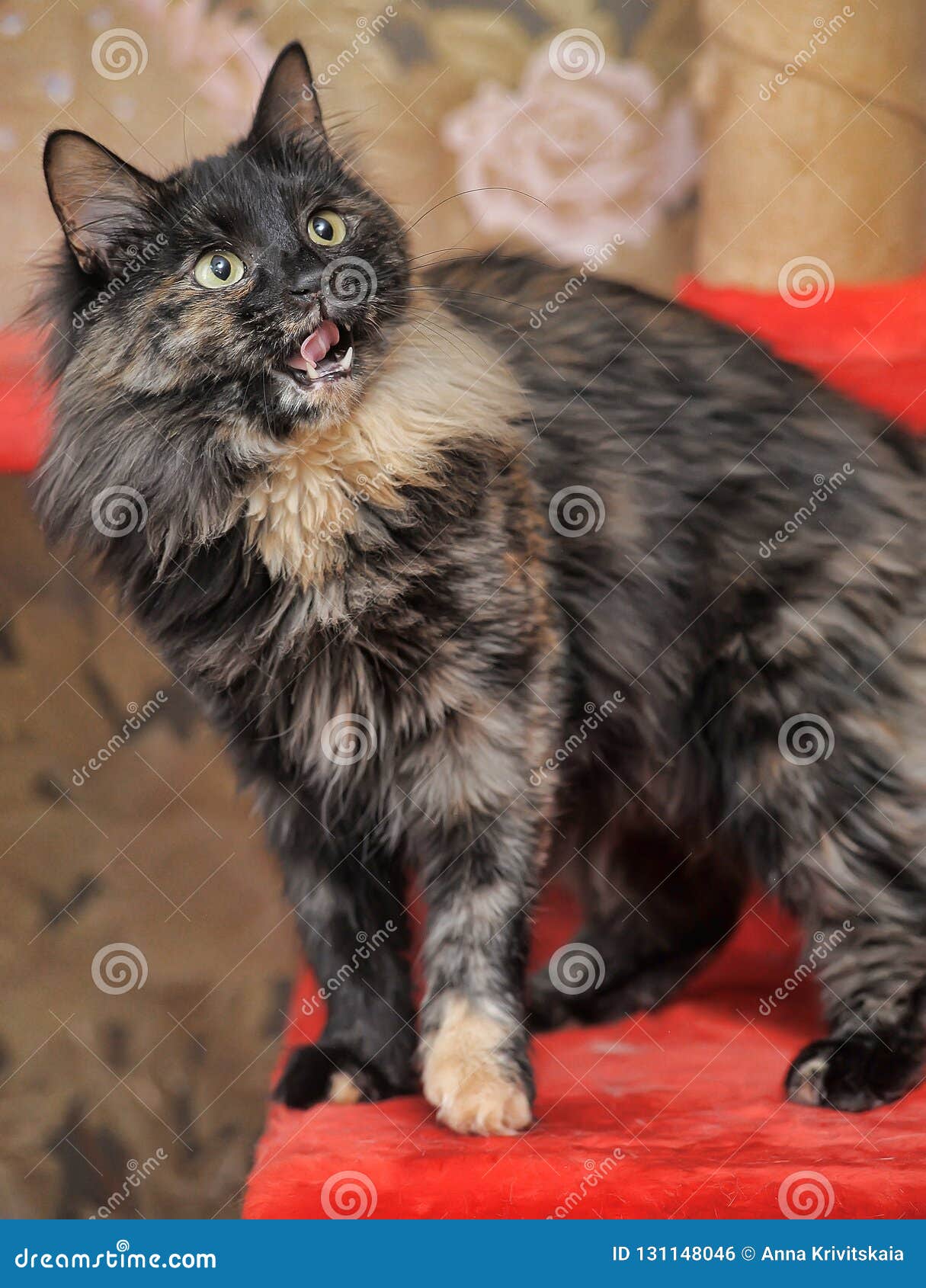Portrait of a Beautiful Female Cat Stock Photo - Image of domestic ...