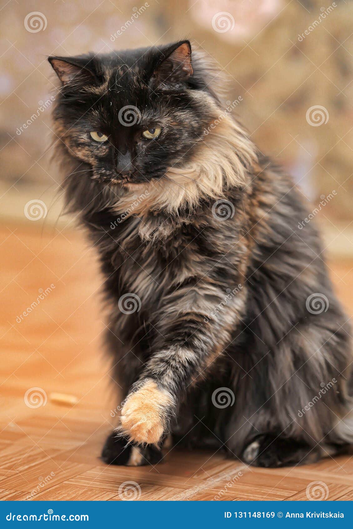 Portrait of a Beautiful Female Cat Stock Image - Image of fluffy, house ...