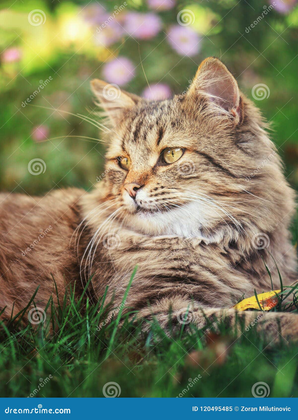 Portrait of a Beautiful Fluffy Cat Stock Image - Image of kitten ...