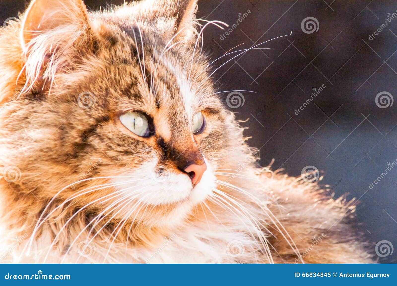 Portrait of a Beautiful Fluffy Cat Stock Image - Image of close ...
