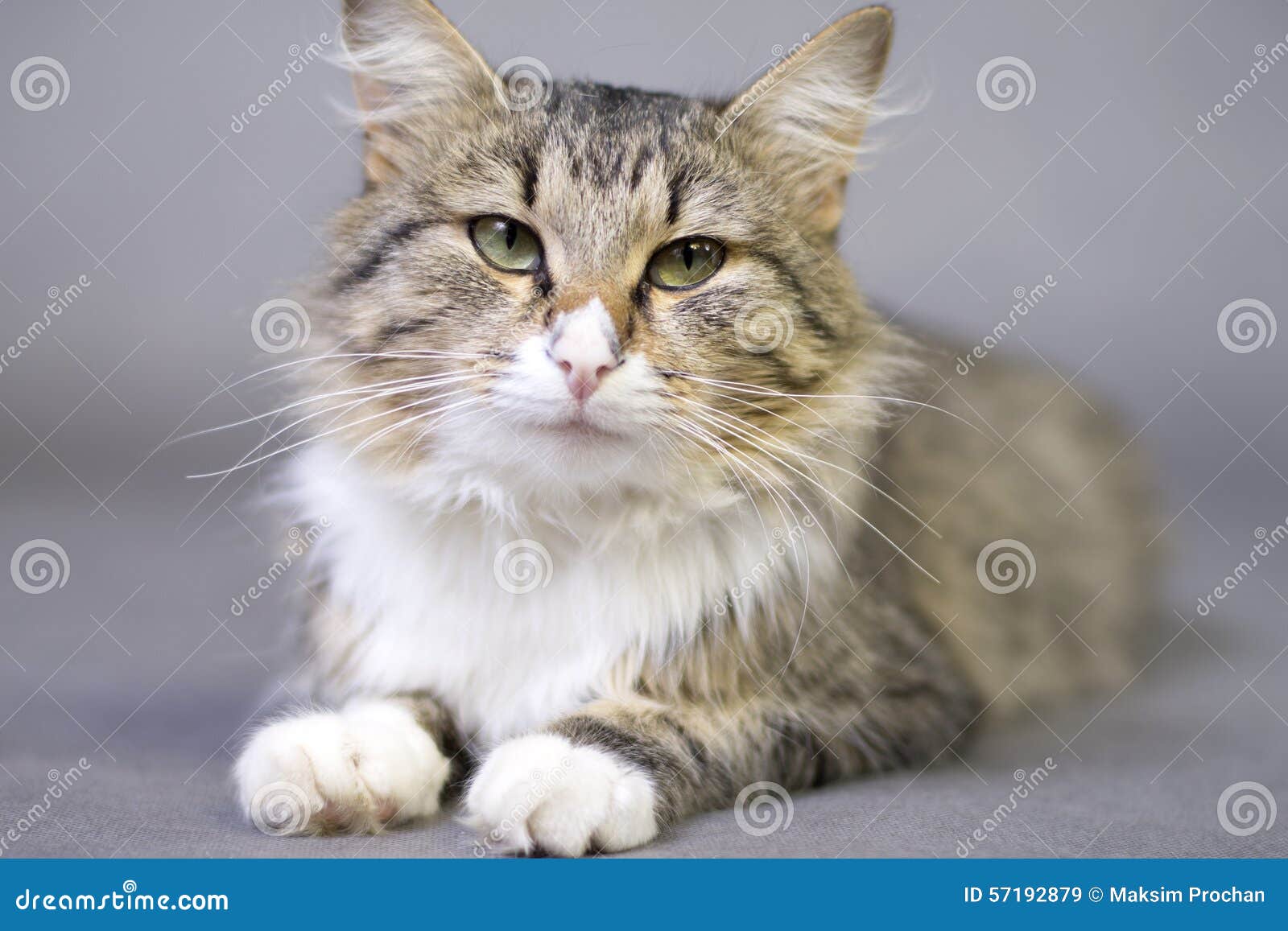 Portrait of a Beautiful Fluffy Cute Cat Stock Image - Image of posing ...