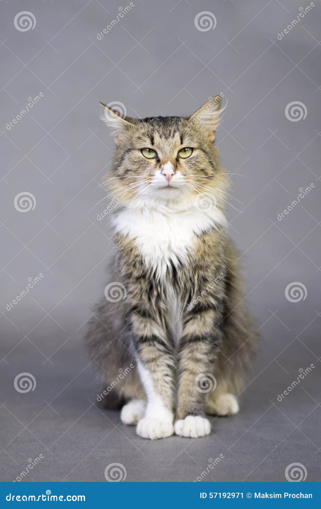 Portrait of a Beautiful Fluffy Cute Cat Stock Image - Image of ...
