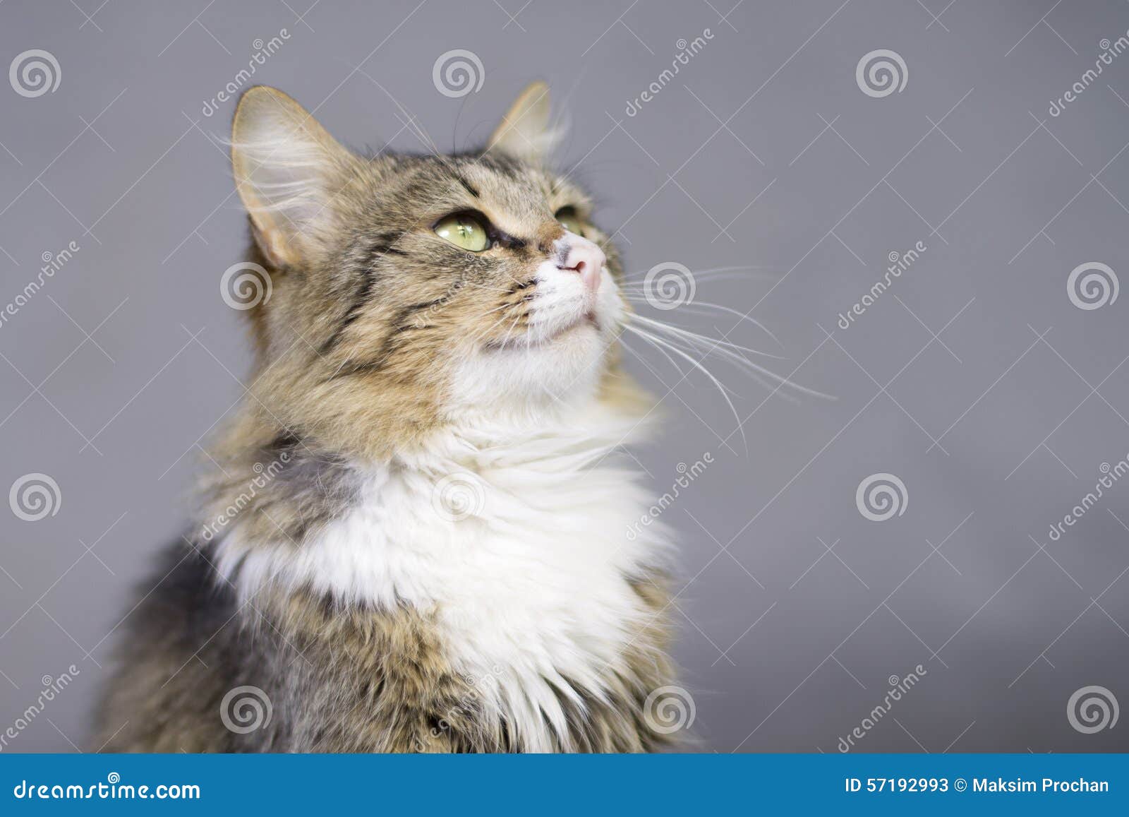 Portrait of a Beautiful Fluffy Cute Cat Stock Image - Image of whiskers ...