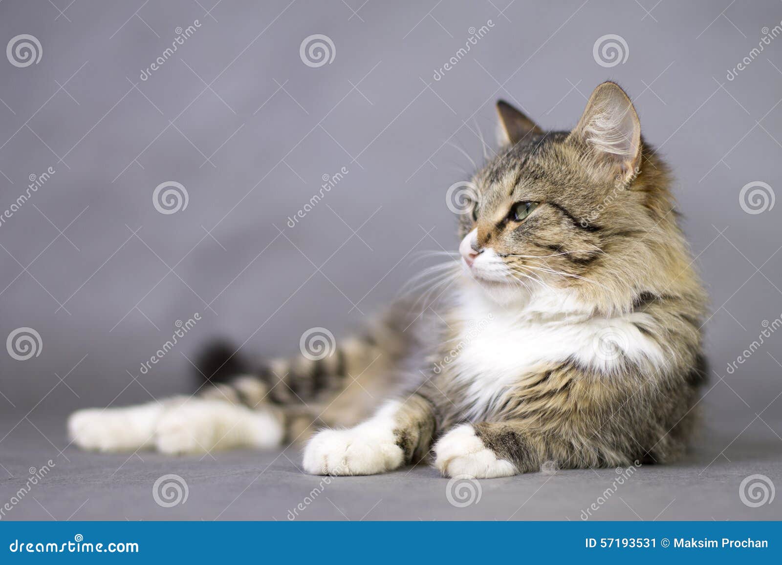 Portrait of a Beautiful Fluffy Cute Cat Stock Image - Image of posing ...