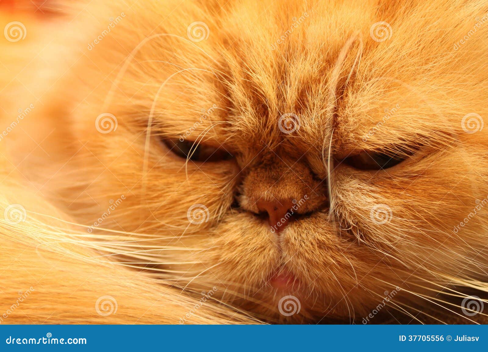 Portrait of a Beautiful Fluffy Red Cat Close Stock Photo - Image of ...