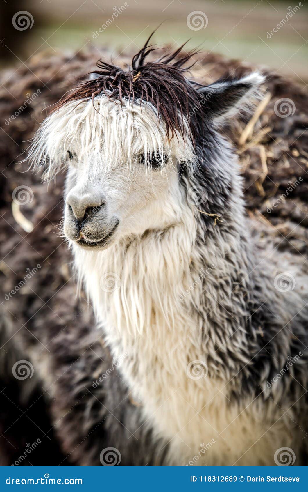 Portrait of a Beautiful White-gray Lama. Stock Image - Image of close ...