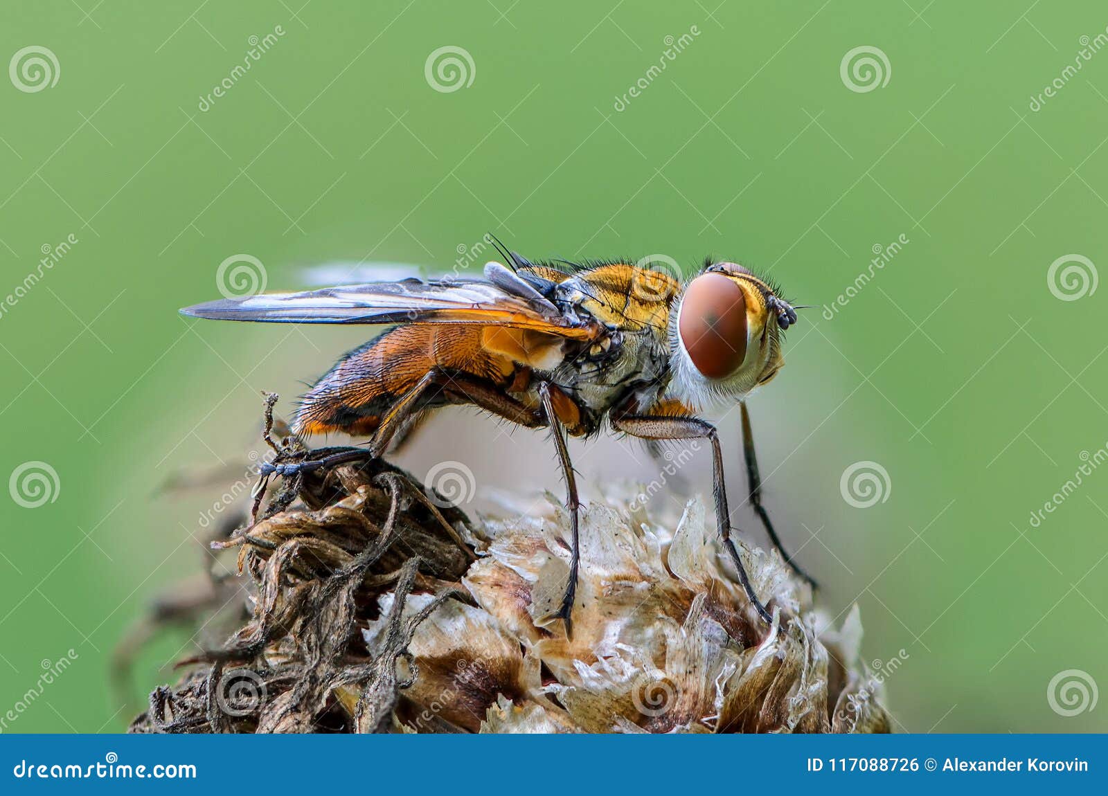 Portrait of a Beautiful Fly Stock Photo - Image of forest, stacking ...