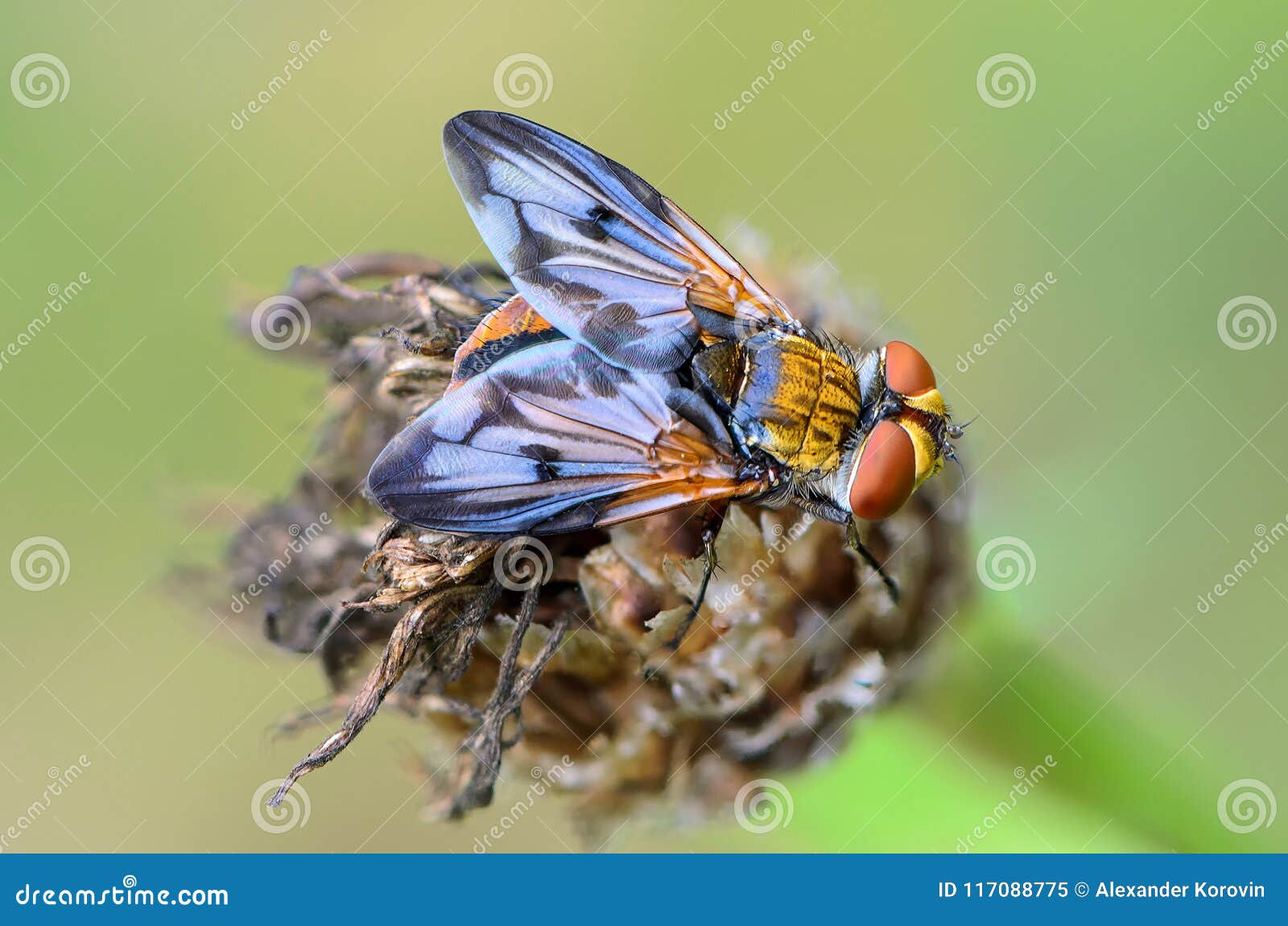 Portrait of a Beautiful Fly Stock Image - Image of macro, animals ...