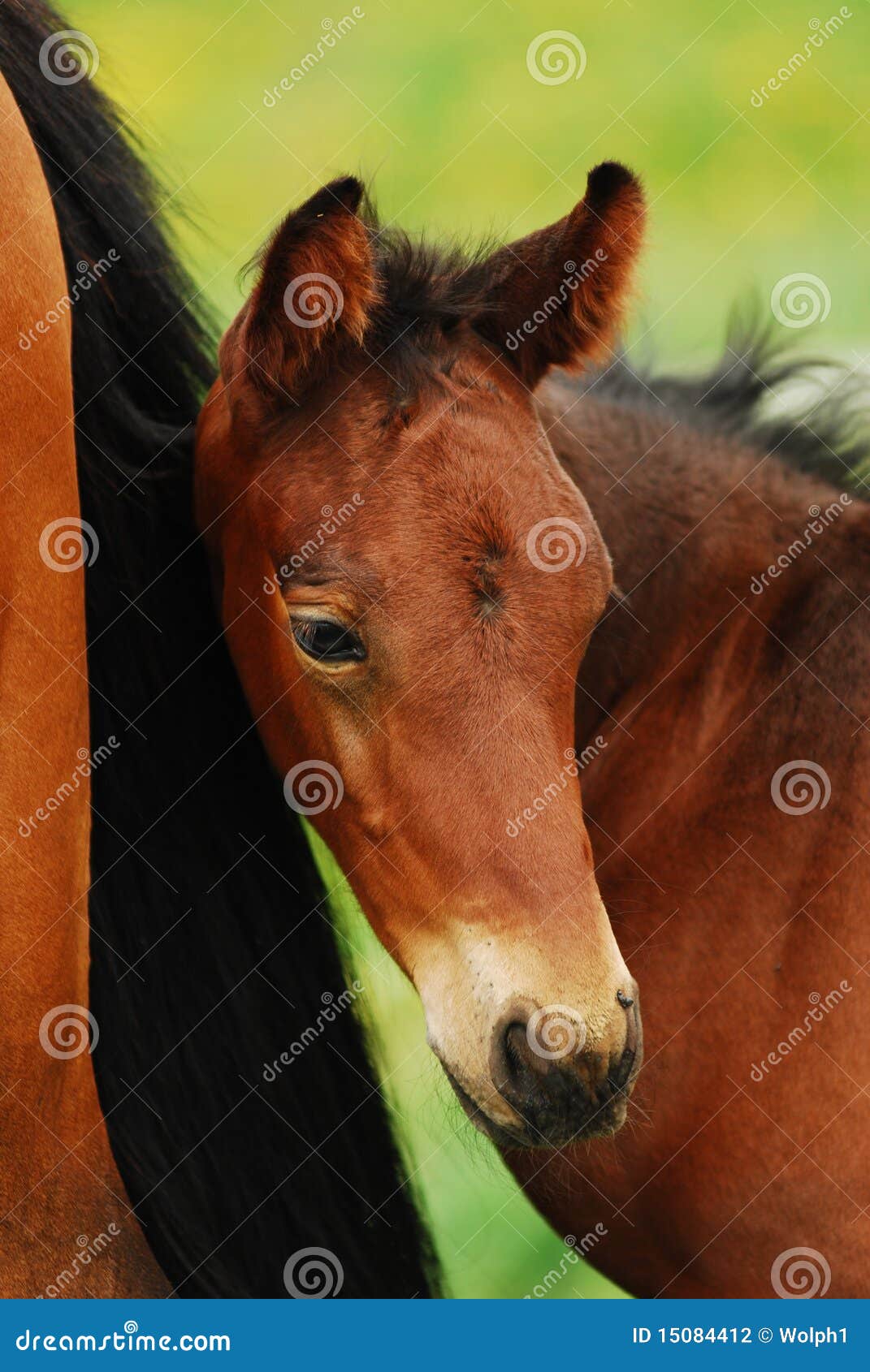 Portrait of beautiful foal stock photo. Image of nature - 15084412