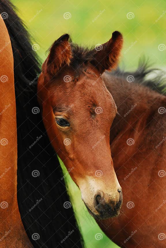 Portrait of beautiful foal stock photo. Image of nature - 15084412