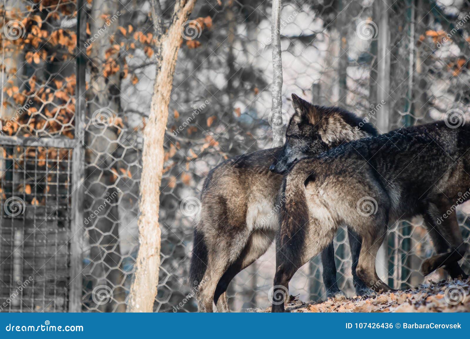 Portrait of a Beautiful Furry Black Wolves Stock Photo - Image of face ...