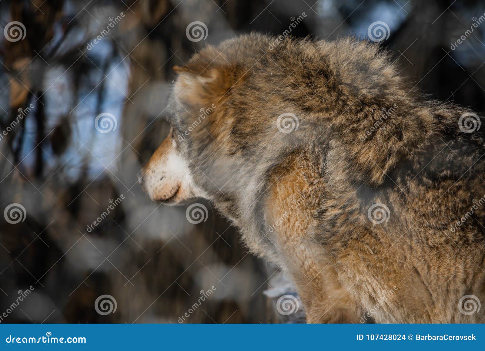 Siberian Wolf Indifferent On Natural Background Stock Image ...
