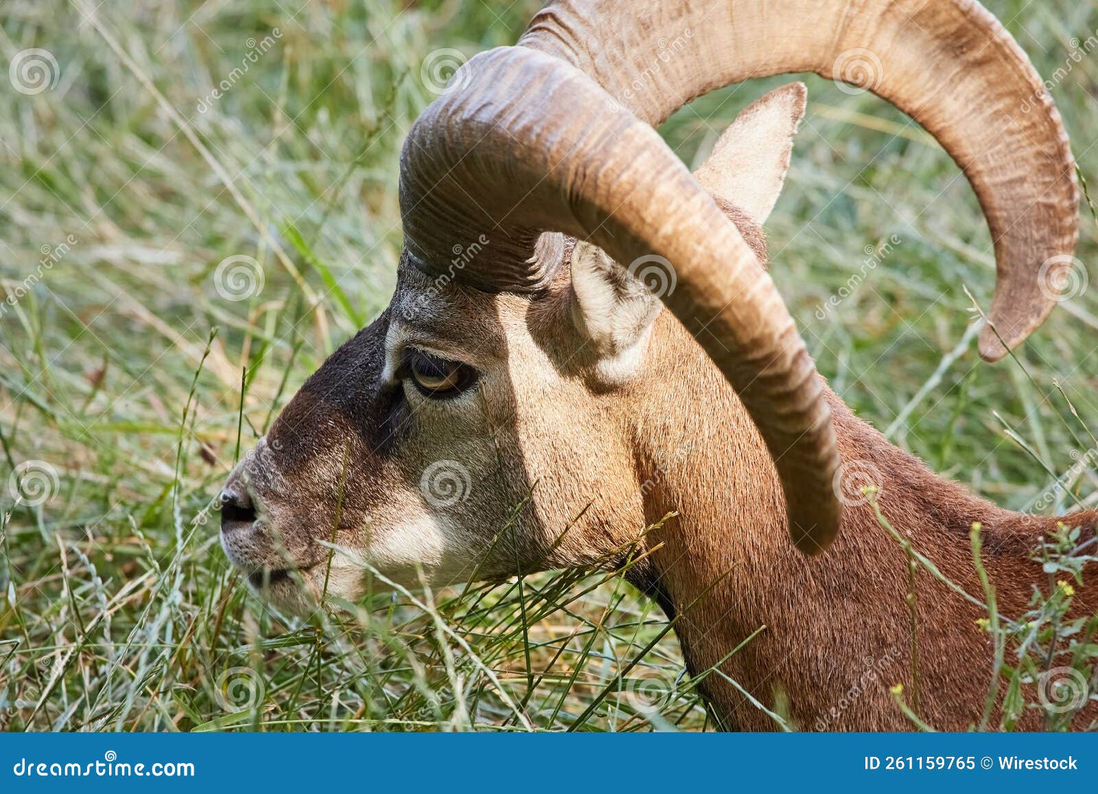 Portrait of a Beautiful Gazelle Stock Image - Image of baby, mother ...