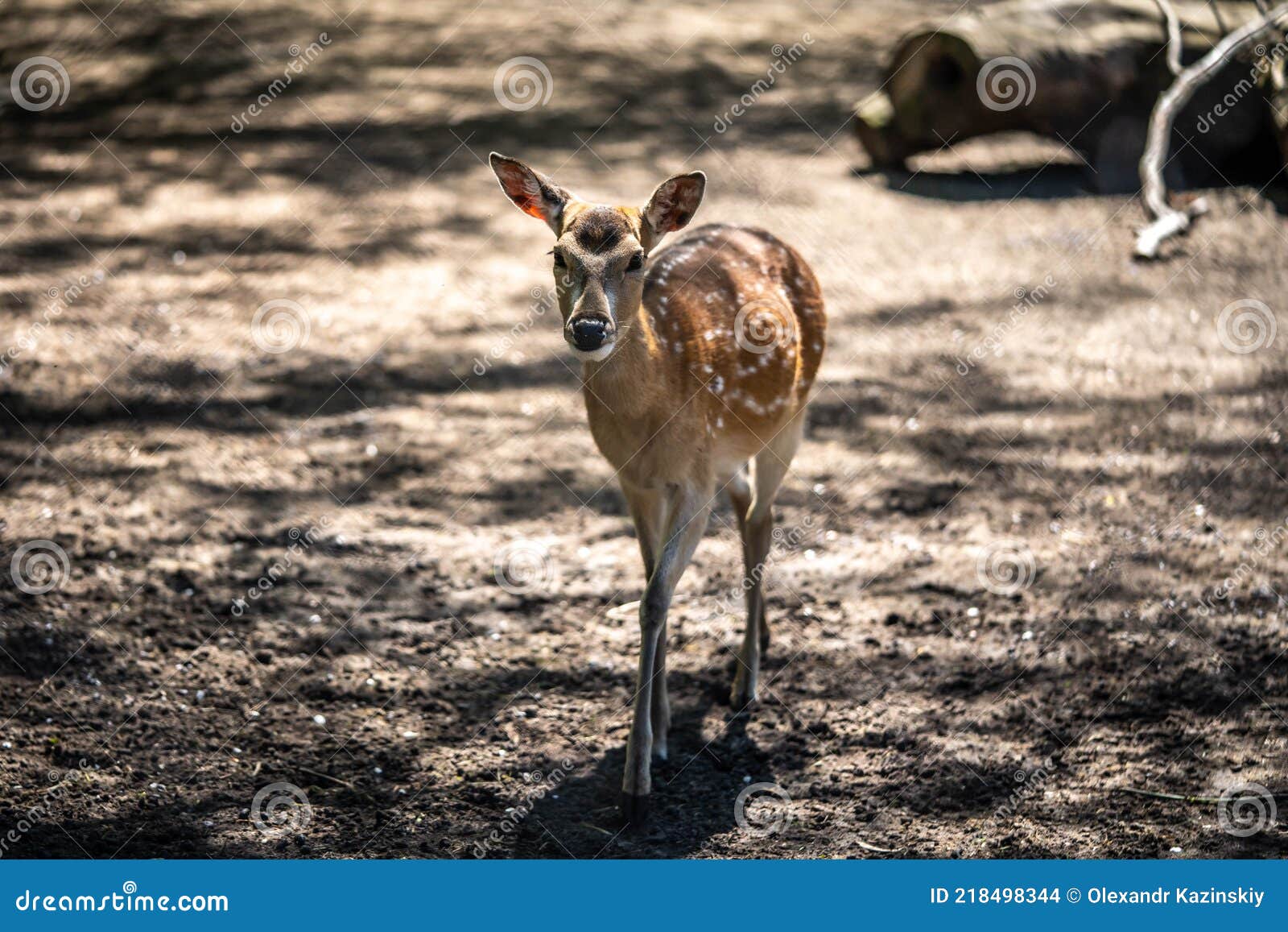 Portrait of a Beautiful Gentle Deer, Wildlife Stock Photo - Image of ...