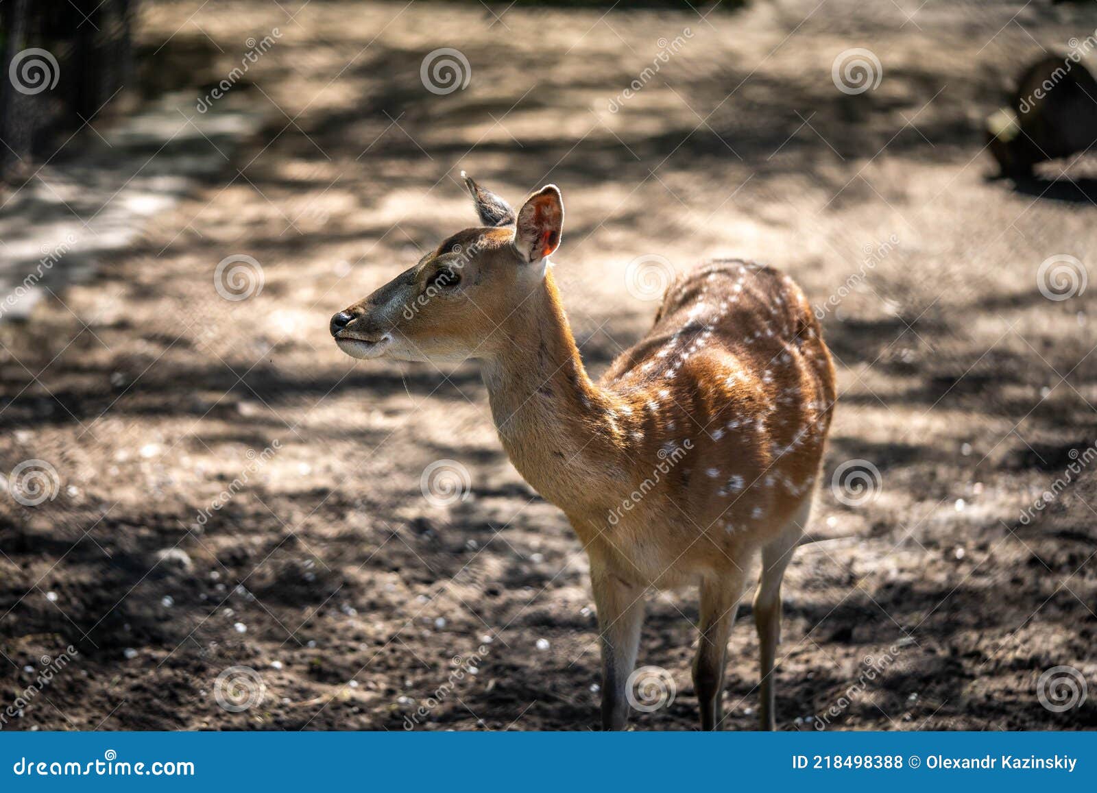 Portrait of a Beautiful Gentle Deer, Wildlife Stock Photo - Image of ...
