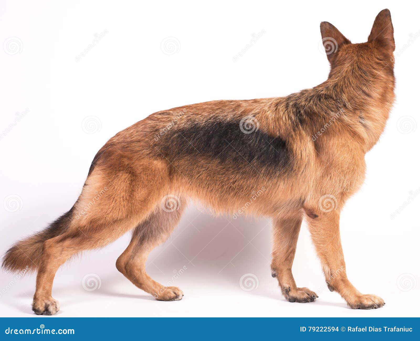 Portrait of a Beautiful German Shepherd Stock Photo - Image of view ...