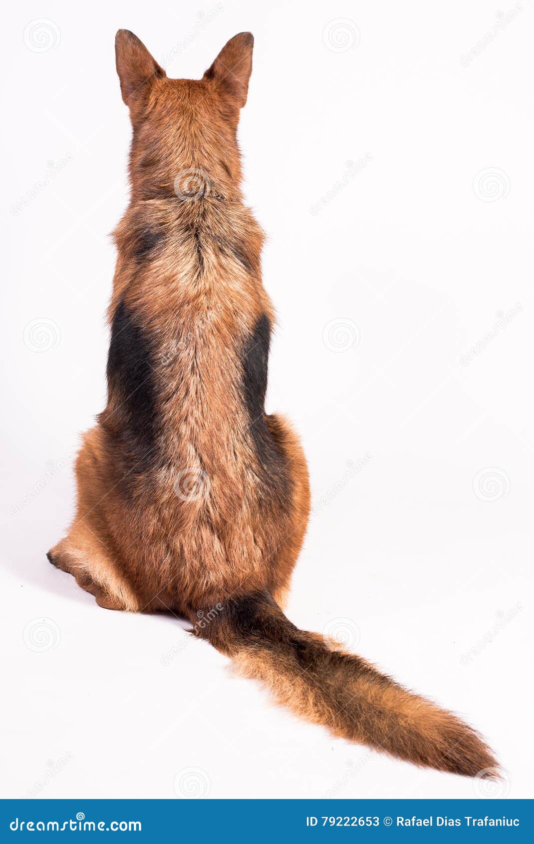 Portrait of a Beautiful German Shepherd Stock Image - Image of portrait ...