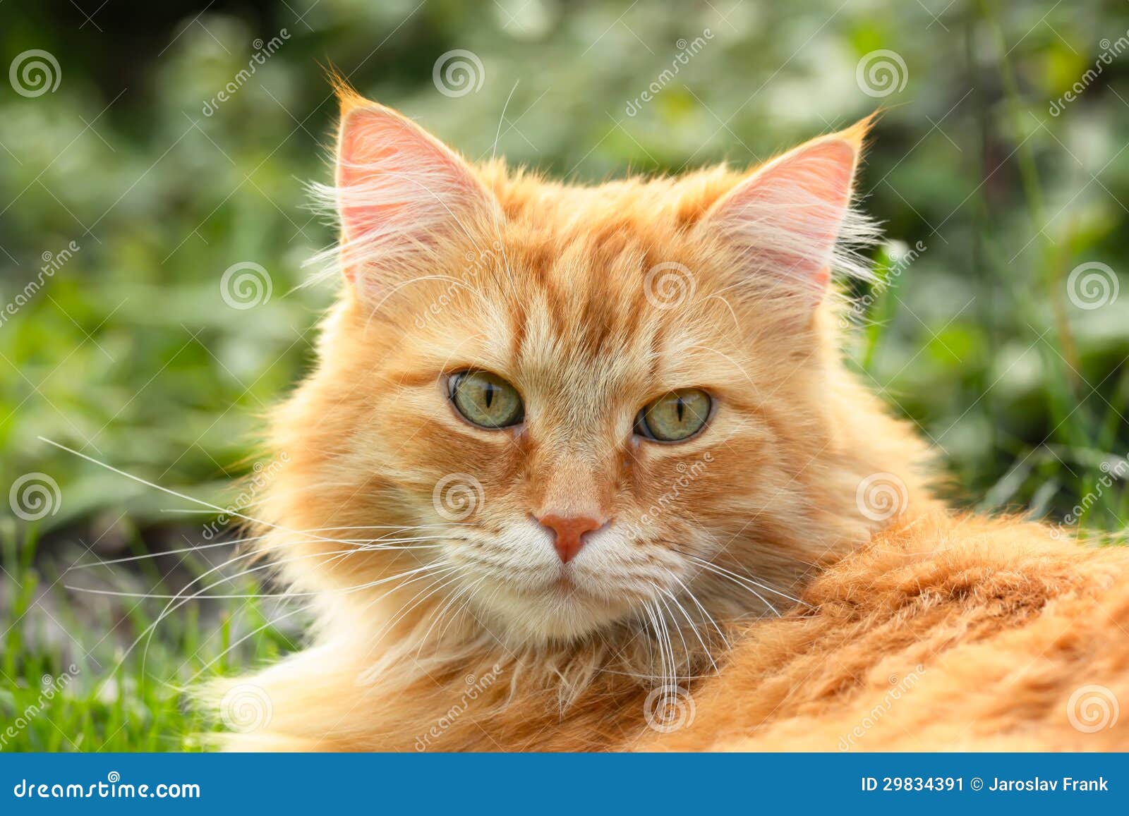 Portrait of a Beautiful Ginger Cat Stock Image - Image of domestic ...