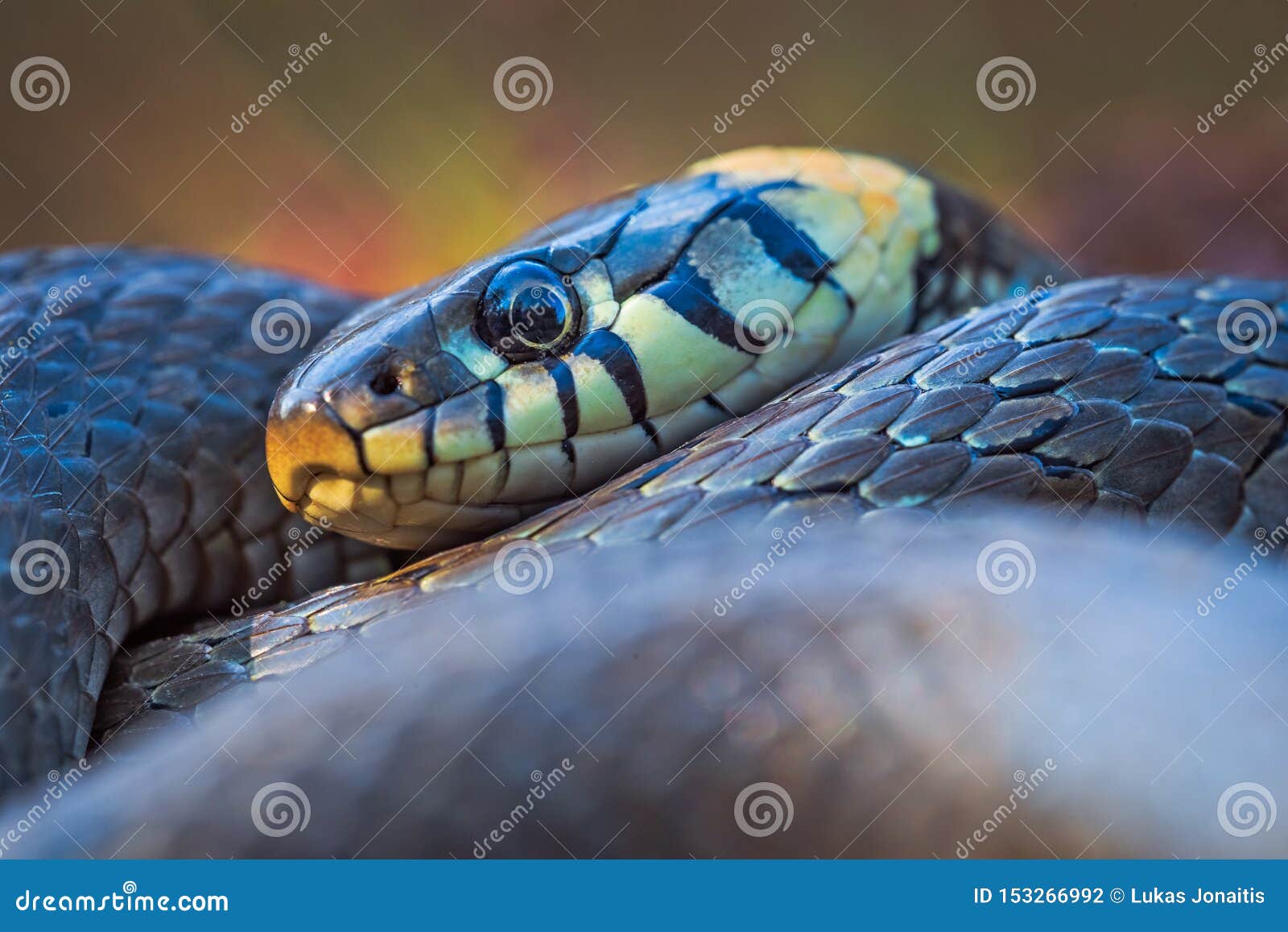 Portrait of Beautiful Grass Snake - Natrix Natrix Stock Photo - Image ...