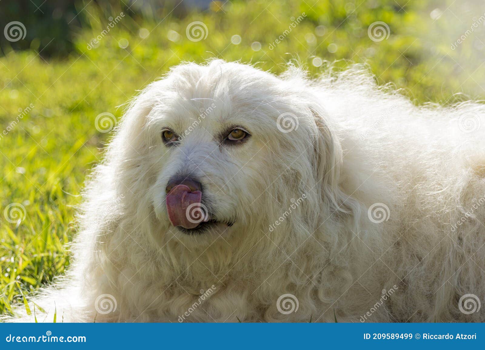 Portrait of Beautiful Happy White Dog Stock Image - Image of flowers ...