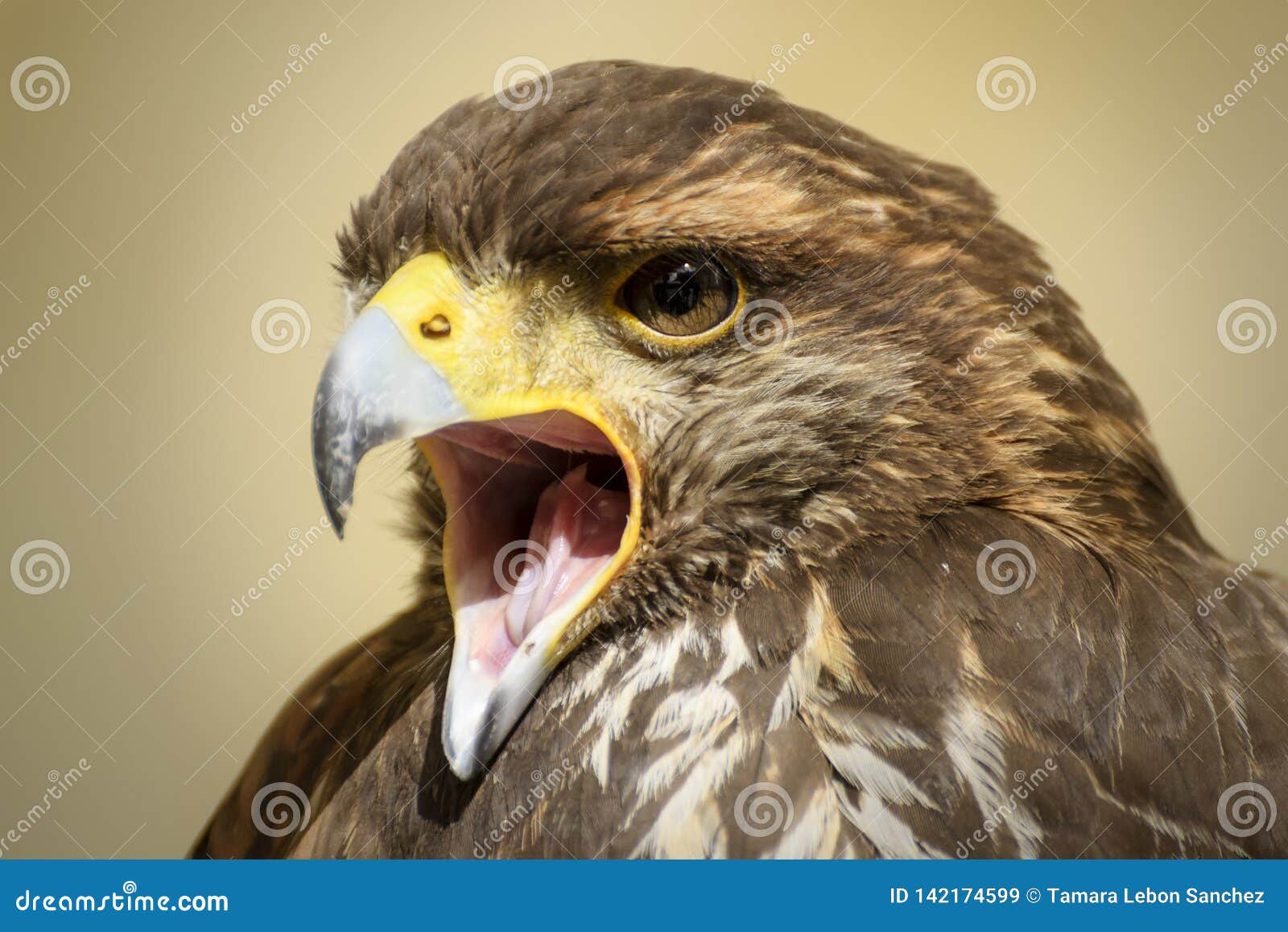 Portrait of a Beautiful Harris Hawk Opening Its Beak Stock Image ...