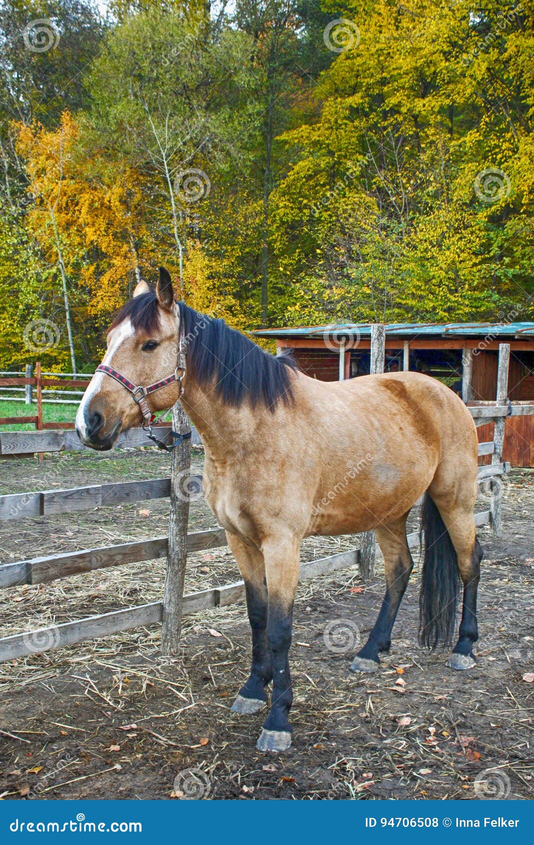 Portrait of Beautiful Horse in Paddock Stock Photo - Image of grazing ...