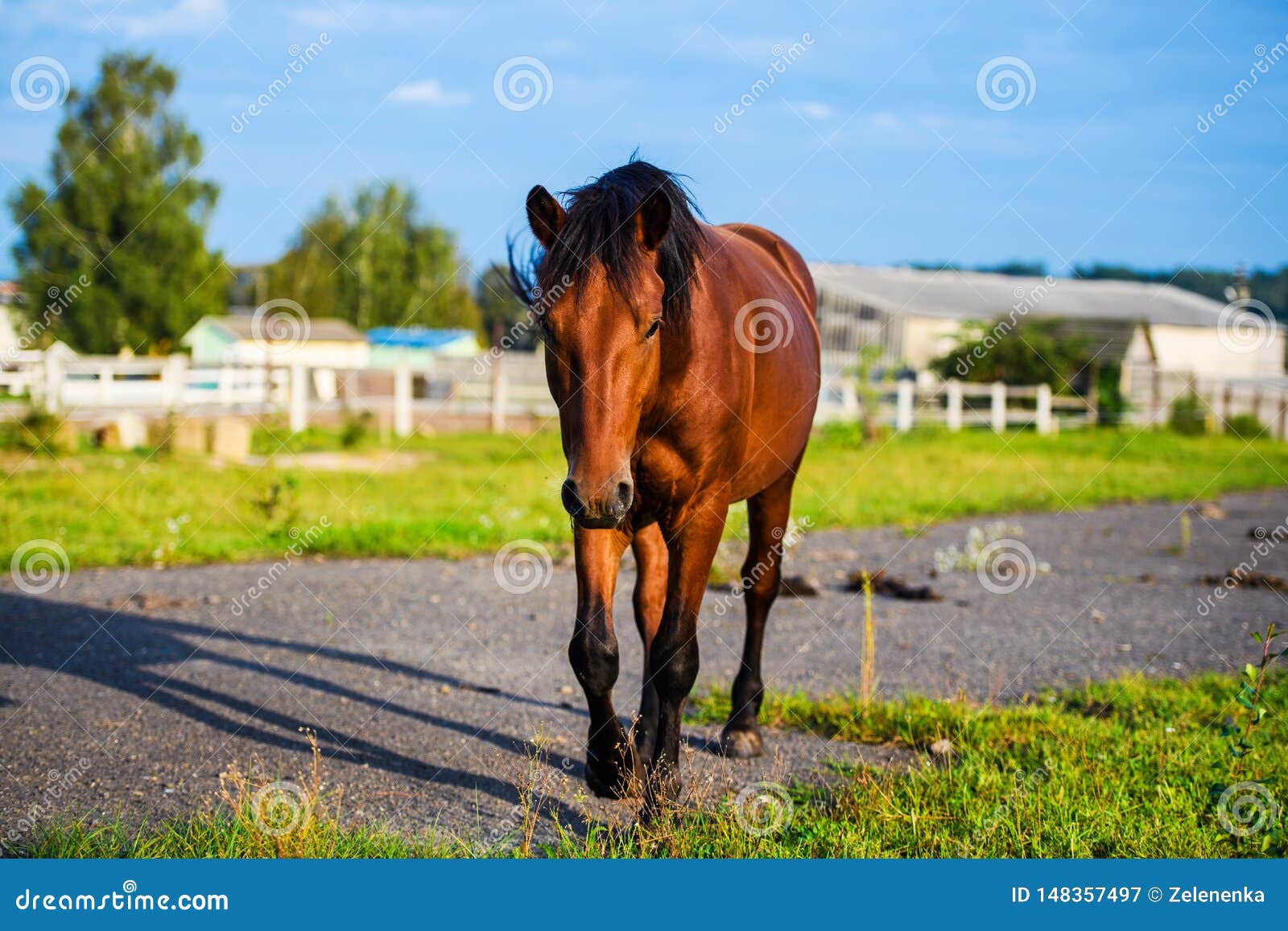 Portrait of Beautiful Horse in Summer Stock Image - Image of motion ...