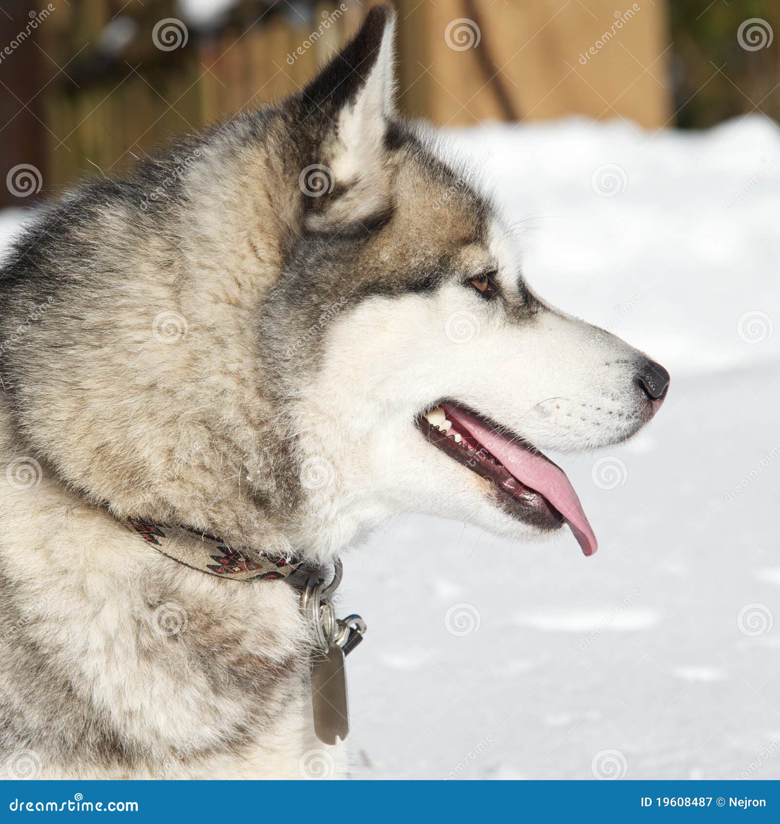 Portrait of a Beautiful Husky Dog. Stock Image - Image of background ...