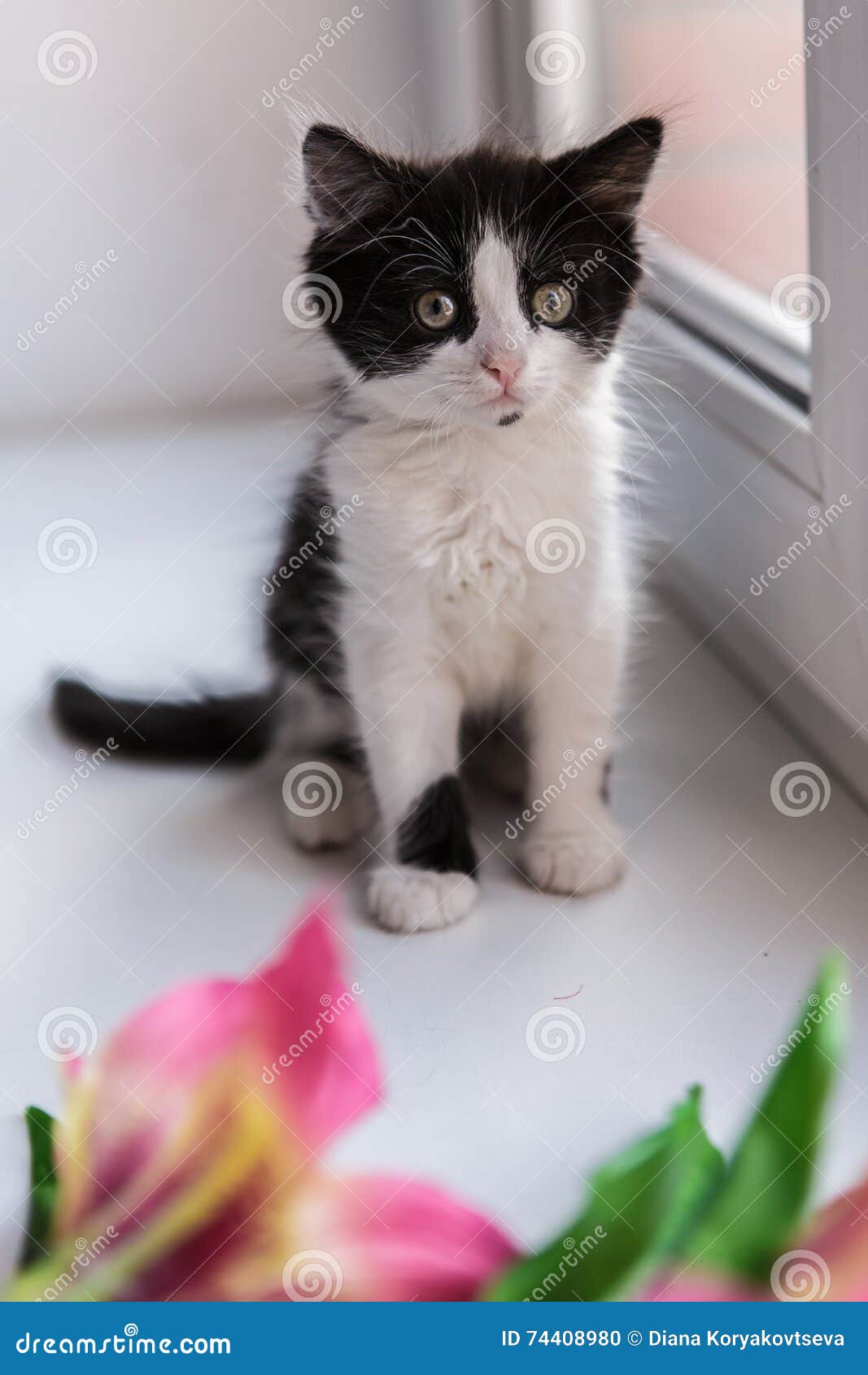 Portrait of a Beautiful Kitty Cat Stock Photo - Image of portrait ...