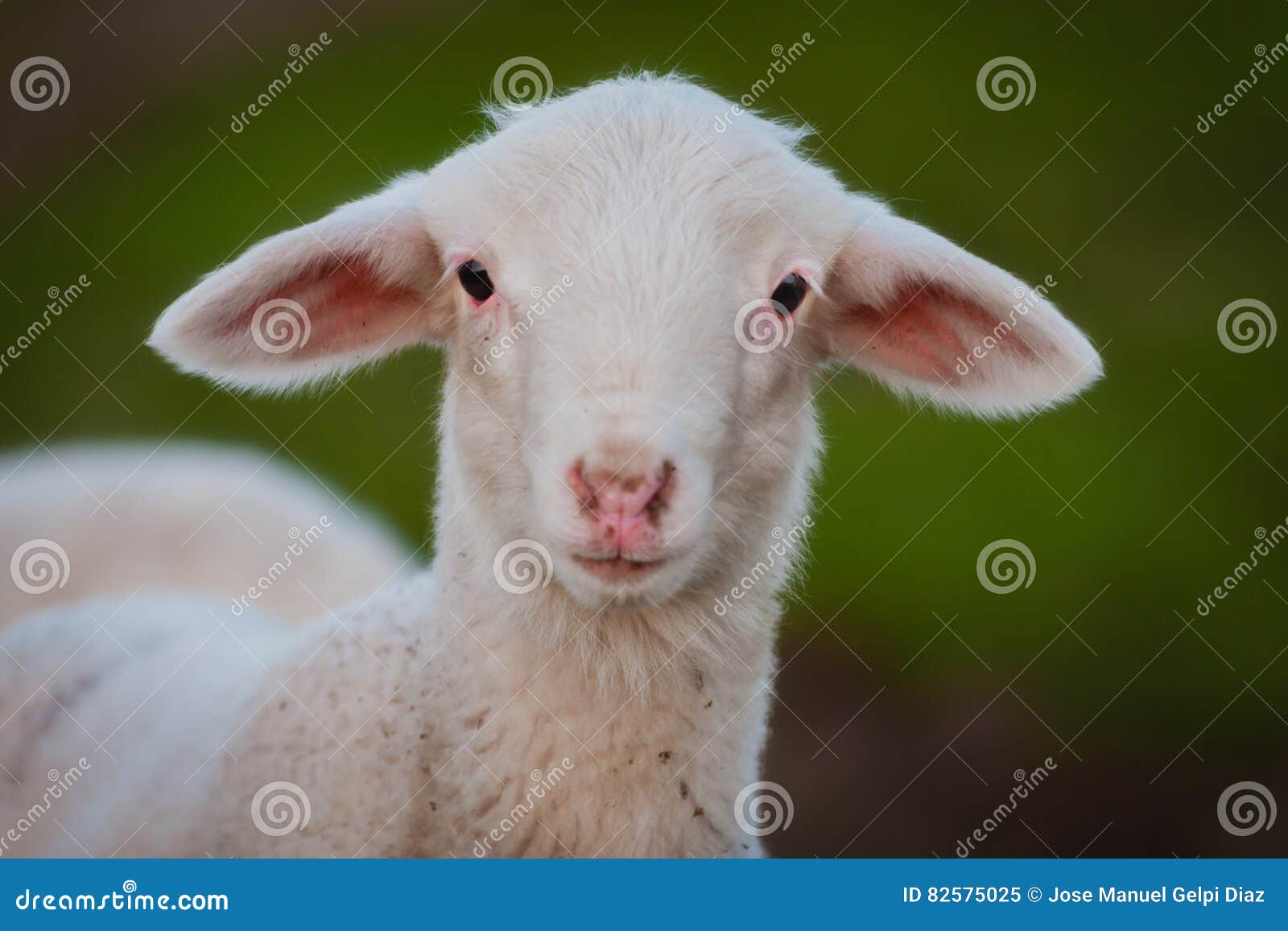 Portrait of a Beautiful Lamb Looking at Camera Stock Image - Image of ...