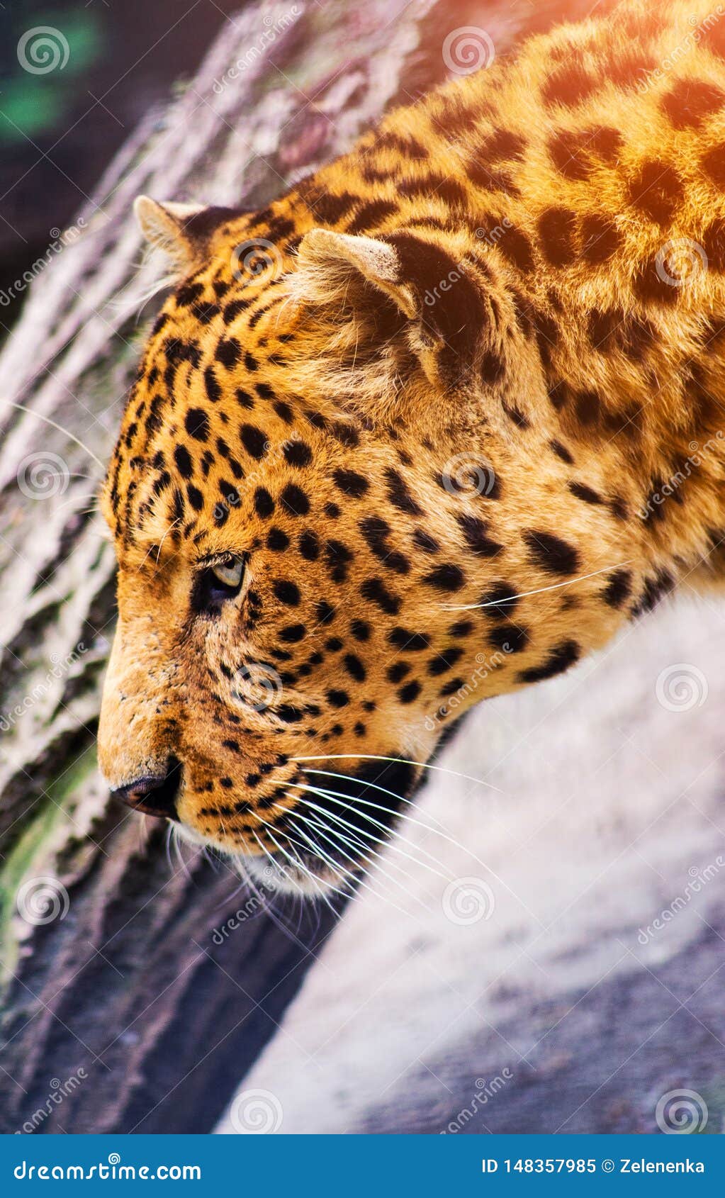 Portrait of a Beautiful Leopard Stock Image - Image of beautiful, fast ...
