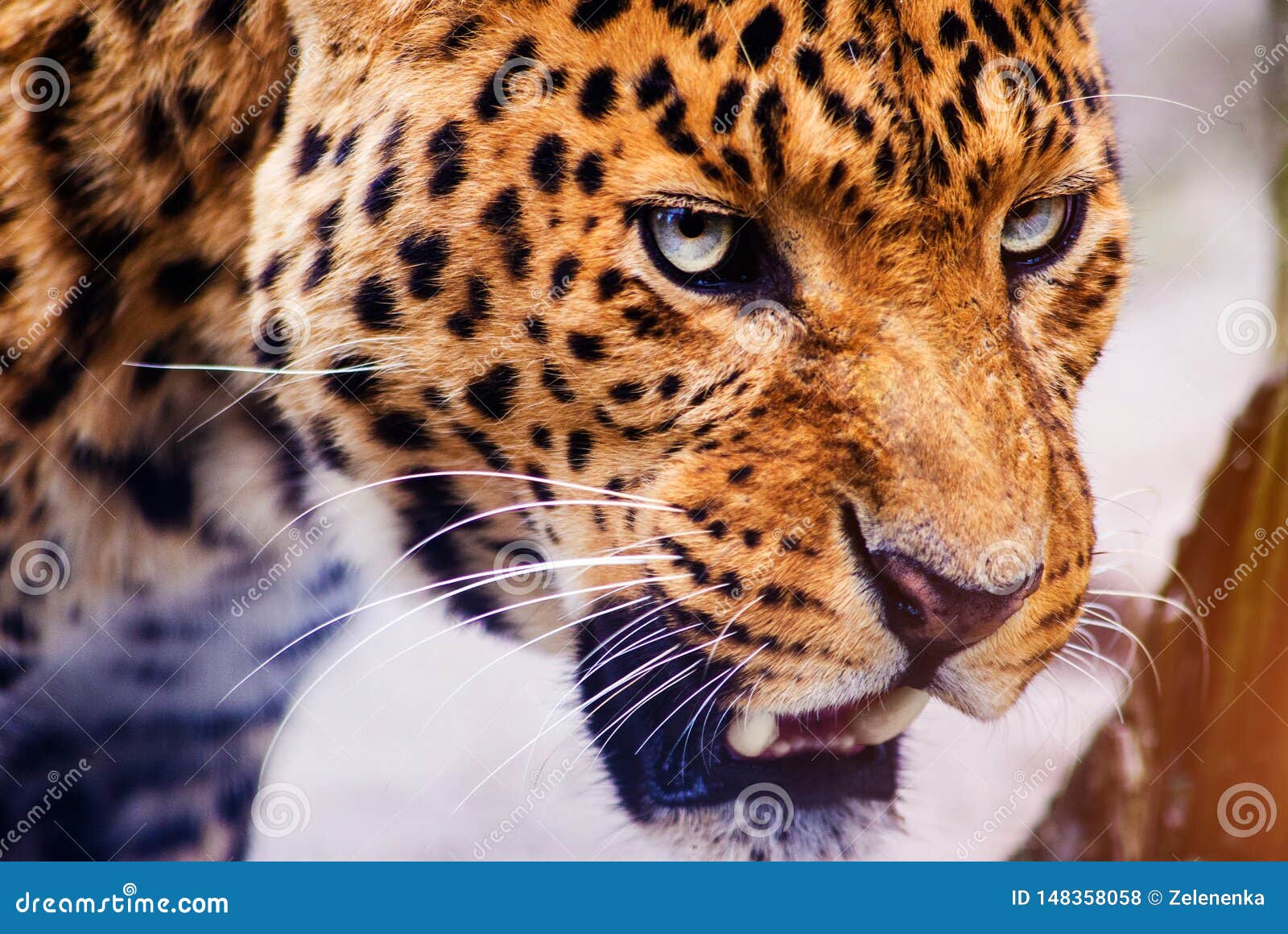 Portrait of a Beautiful Leopard Stock Photo - Image of animal ...