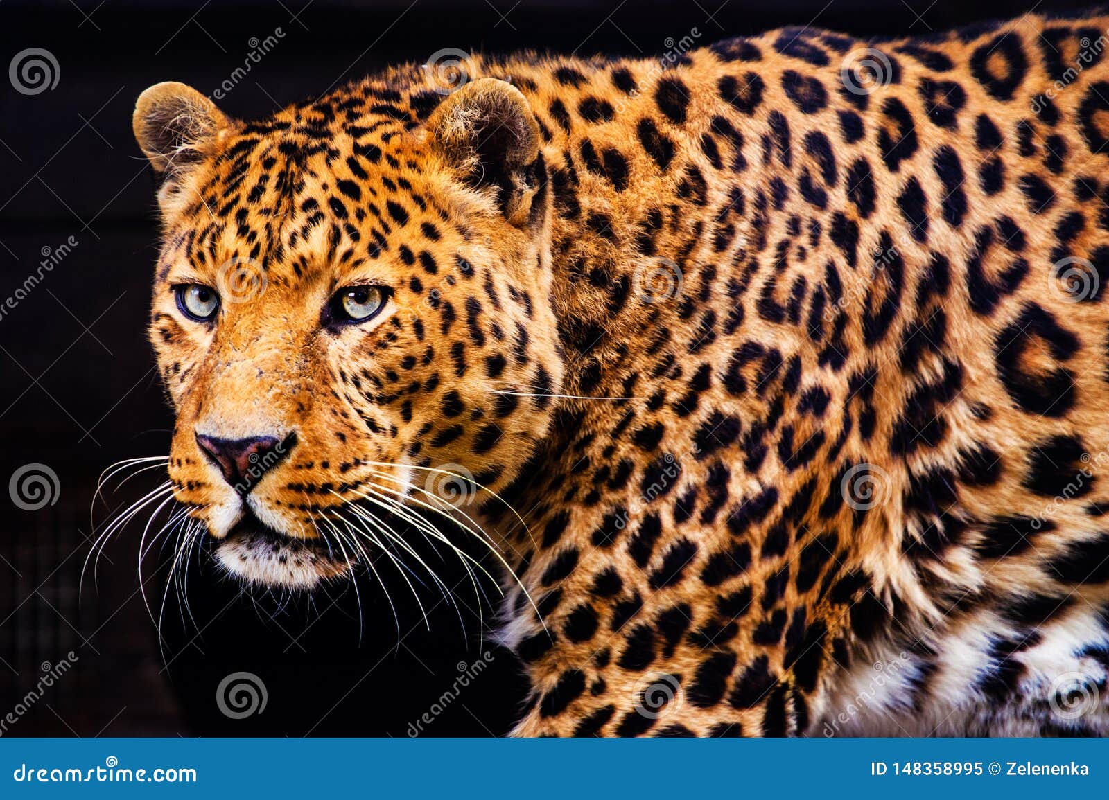 Portrait of a Beautiful Leopard Stock Image - Image of africa, park ...