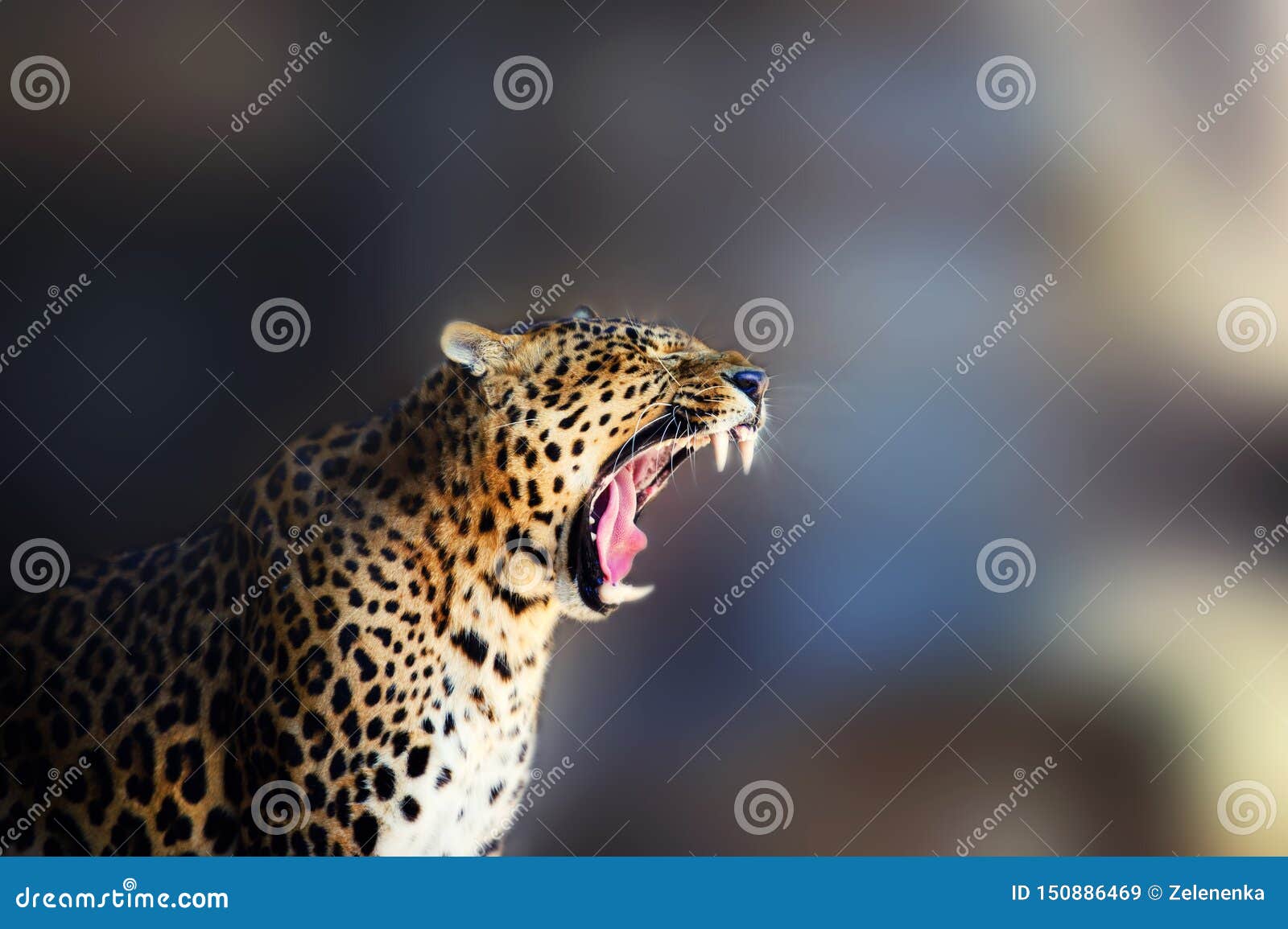 Portrait of a Beautiful Leopard Stock Image - Image of danger, powerful ...